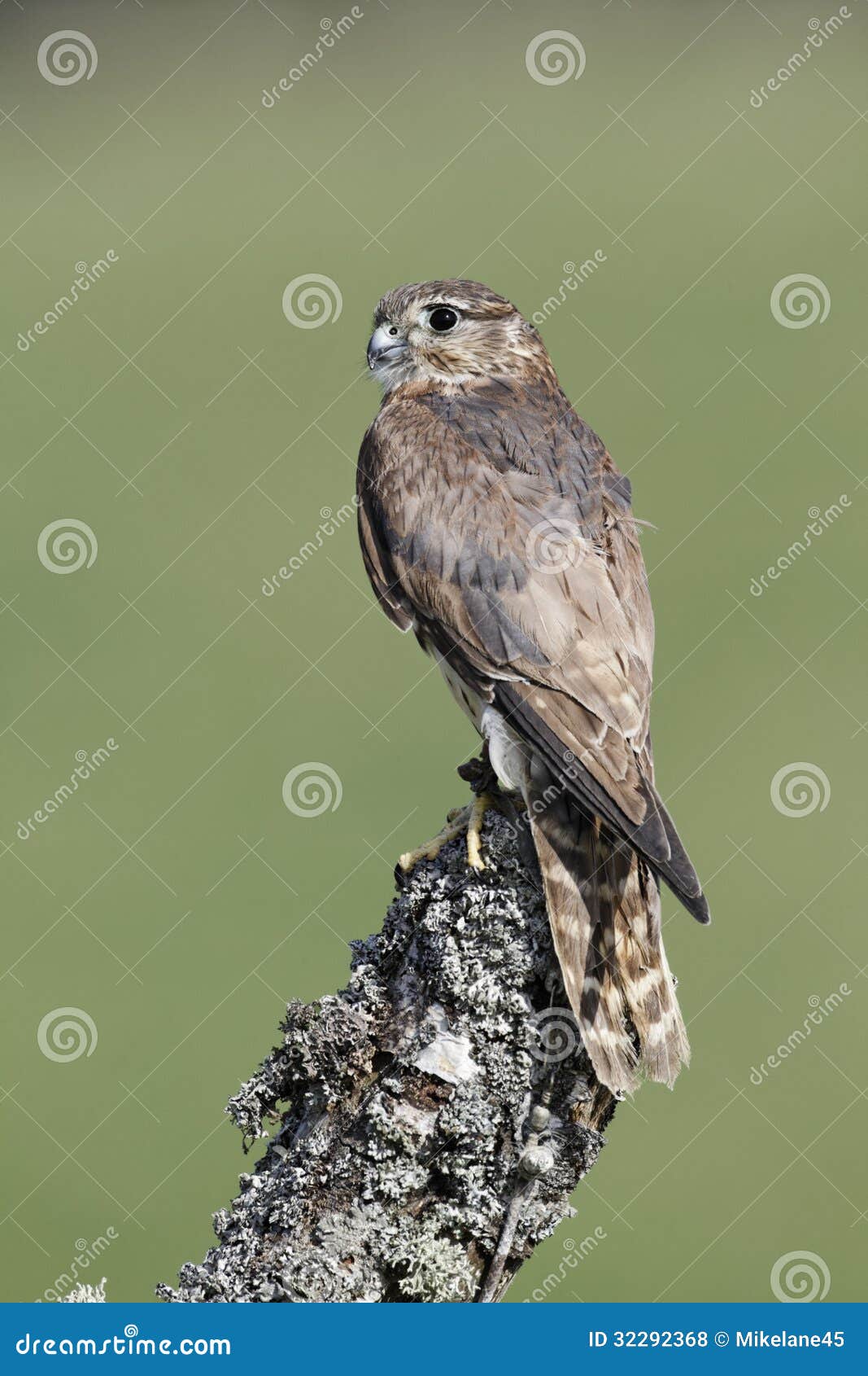 Merlin, Falco columbarius stock photo. Image of falco - 32292368