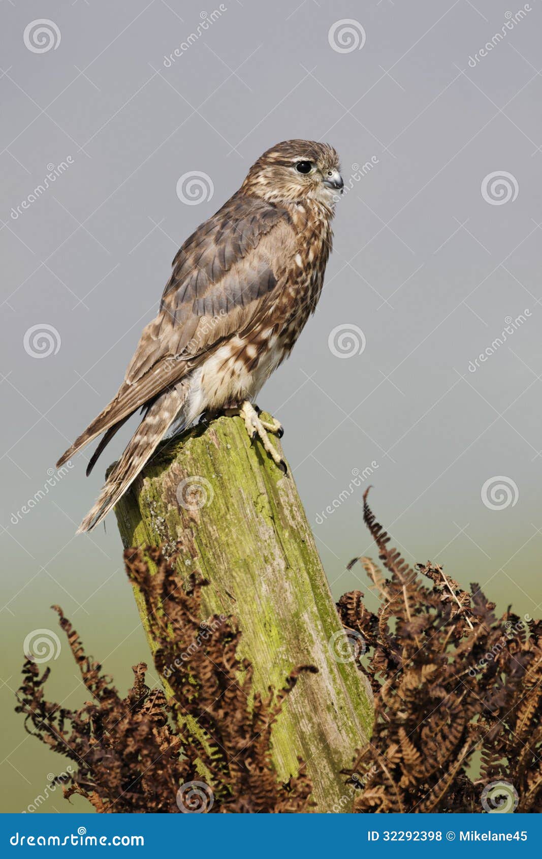 Merlin, Falco columbarius stock photo. Image of bird - 32292398