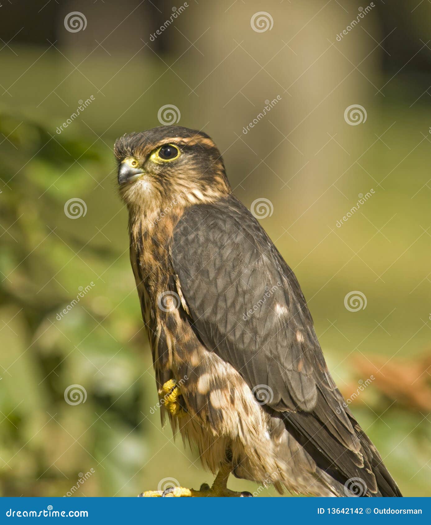 Merlin Falcon