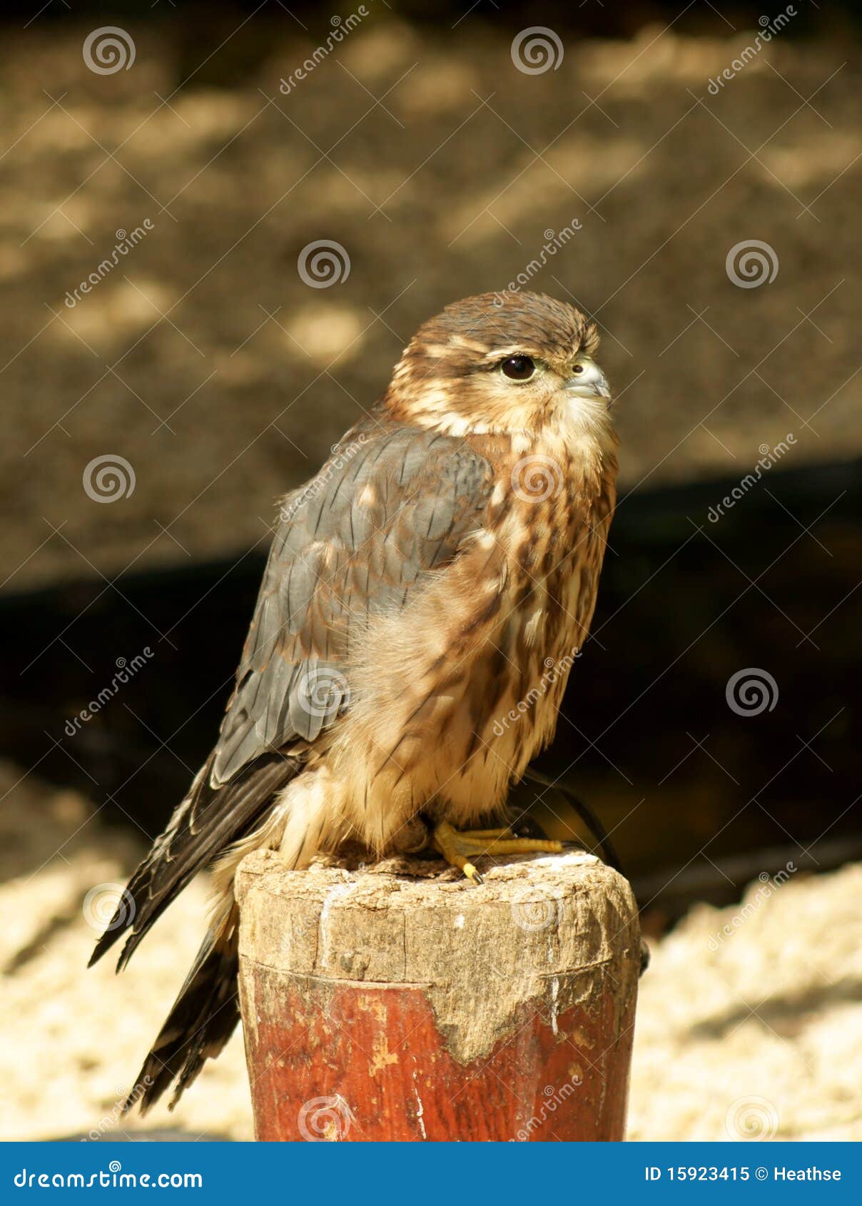 Merlin falcon bird stock image. Image of columbarius - 15923415