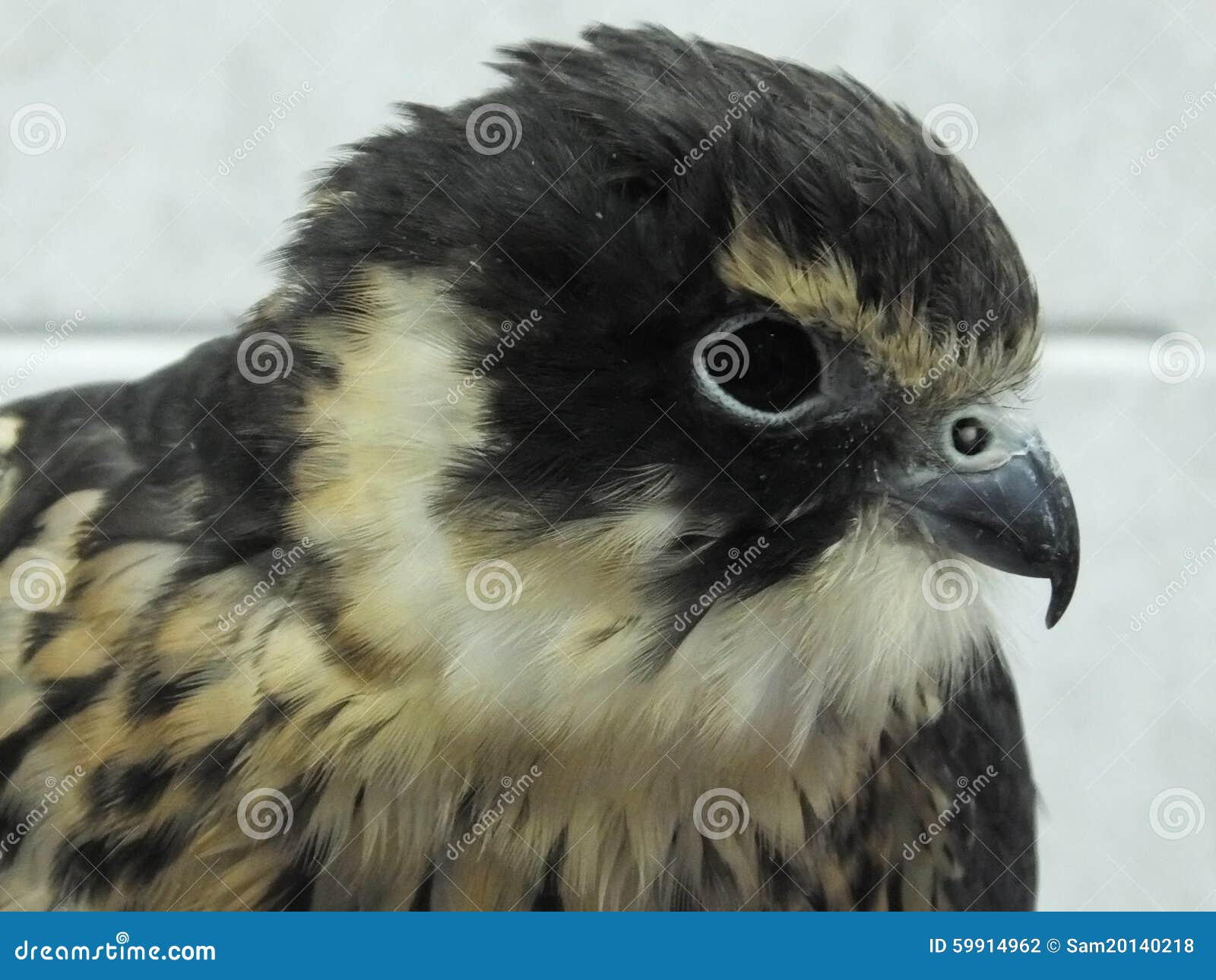 Merlin Falcon stock photo. Image of alone, horizontal - 59914962