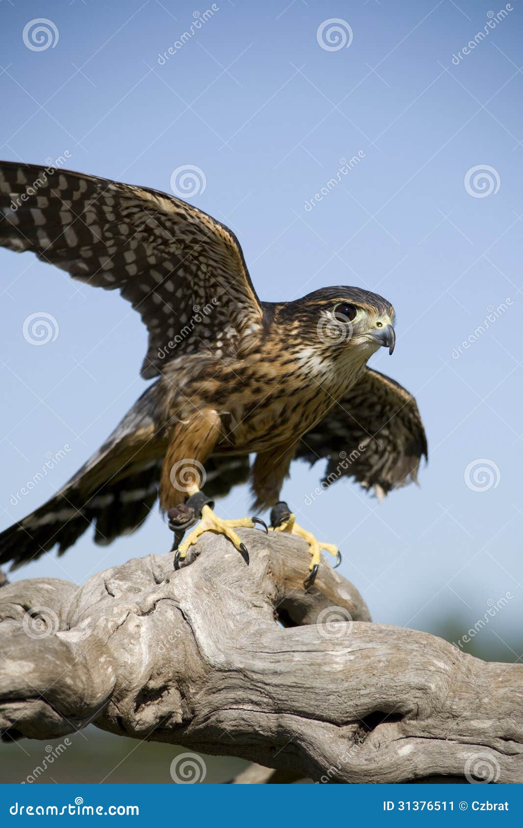 Merlin Falcon stock image. Image of perch, captive, predator - 31376511