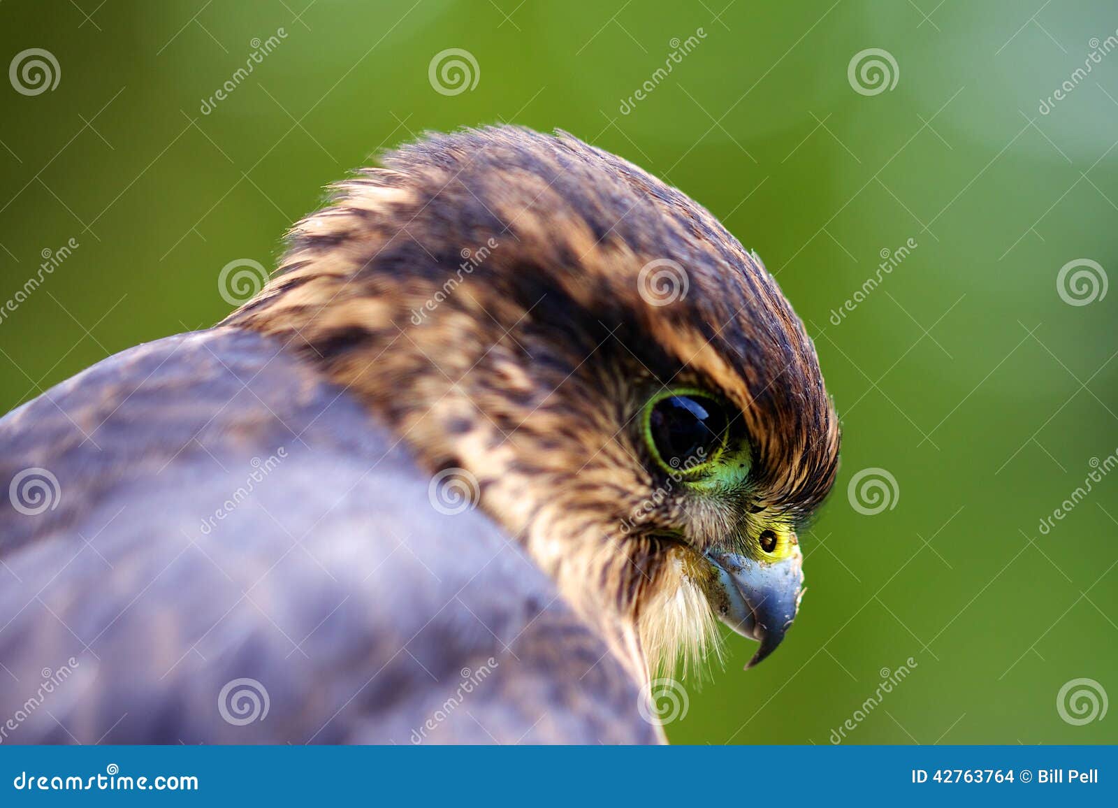 Merlin Falcon Macro stock photo. Image of watching, wings - 42763764