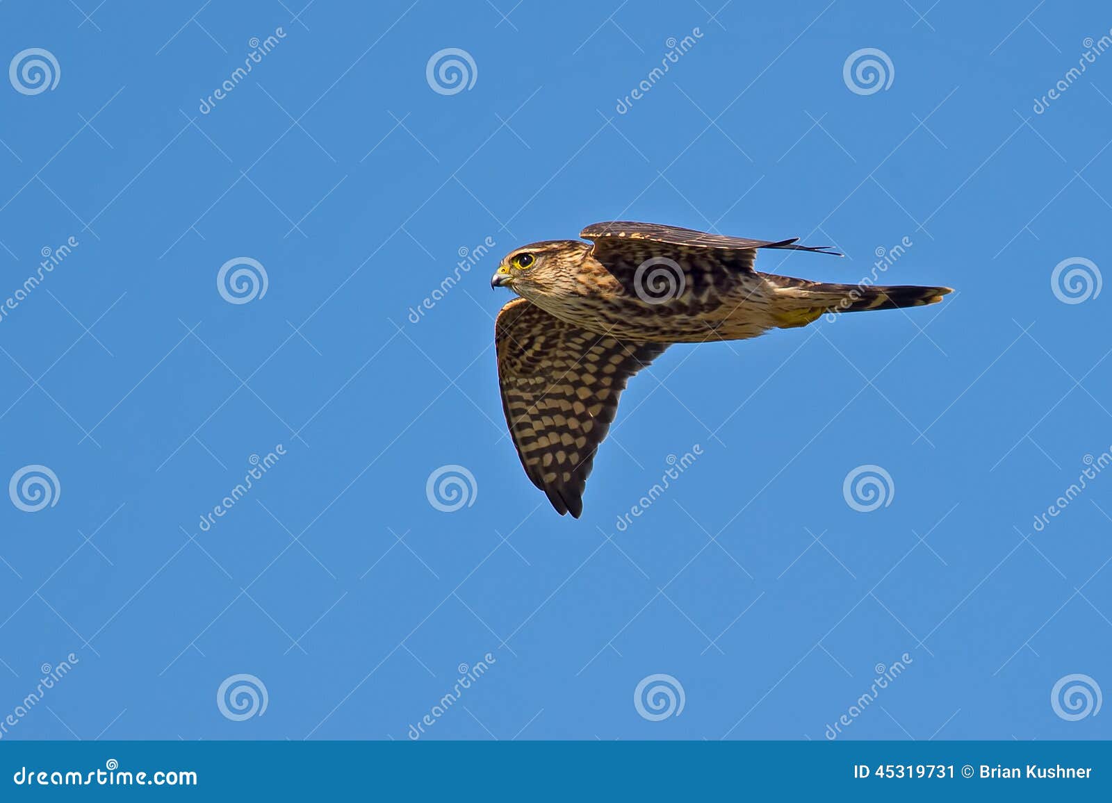 Merlin Falco Columbarius Bird Of Prey Royalty-Free Stock Photography ...