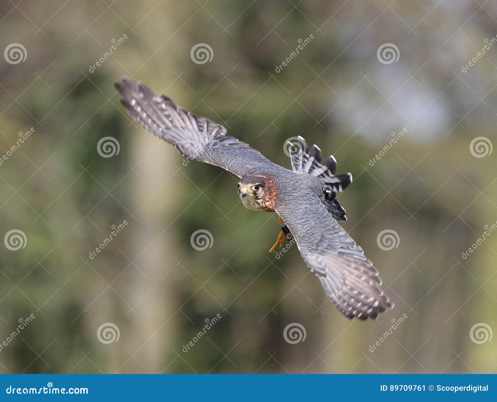 Merlin in flight stock image. Image of eyes, flight, eagle - 89709761