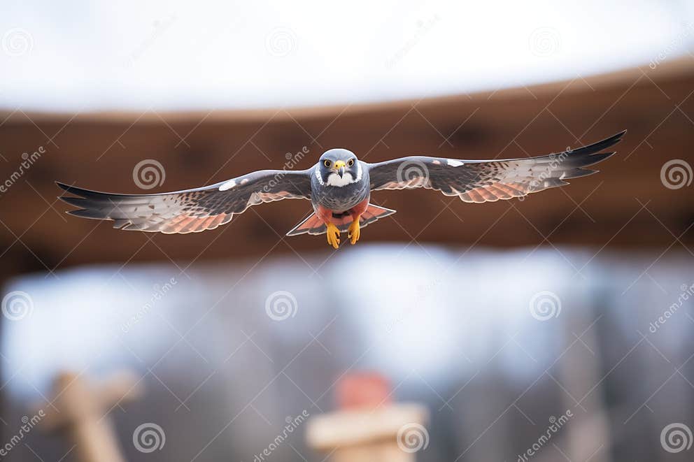 Merlin Flying Directly Towards the Camera Stock Image - Image of action ...