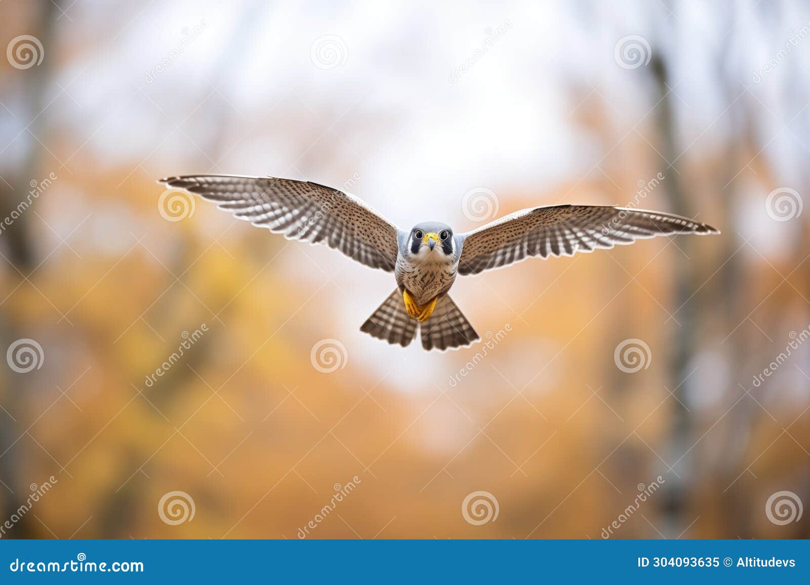 Merlin Flying Directly Towards the Camera Stock Image - Image of ...
