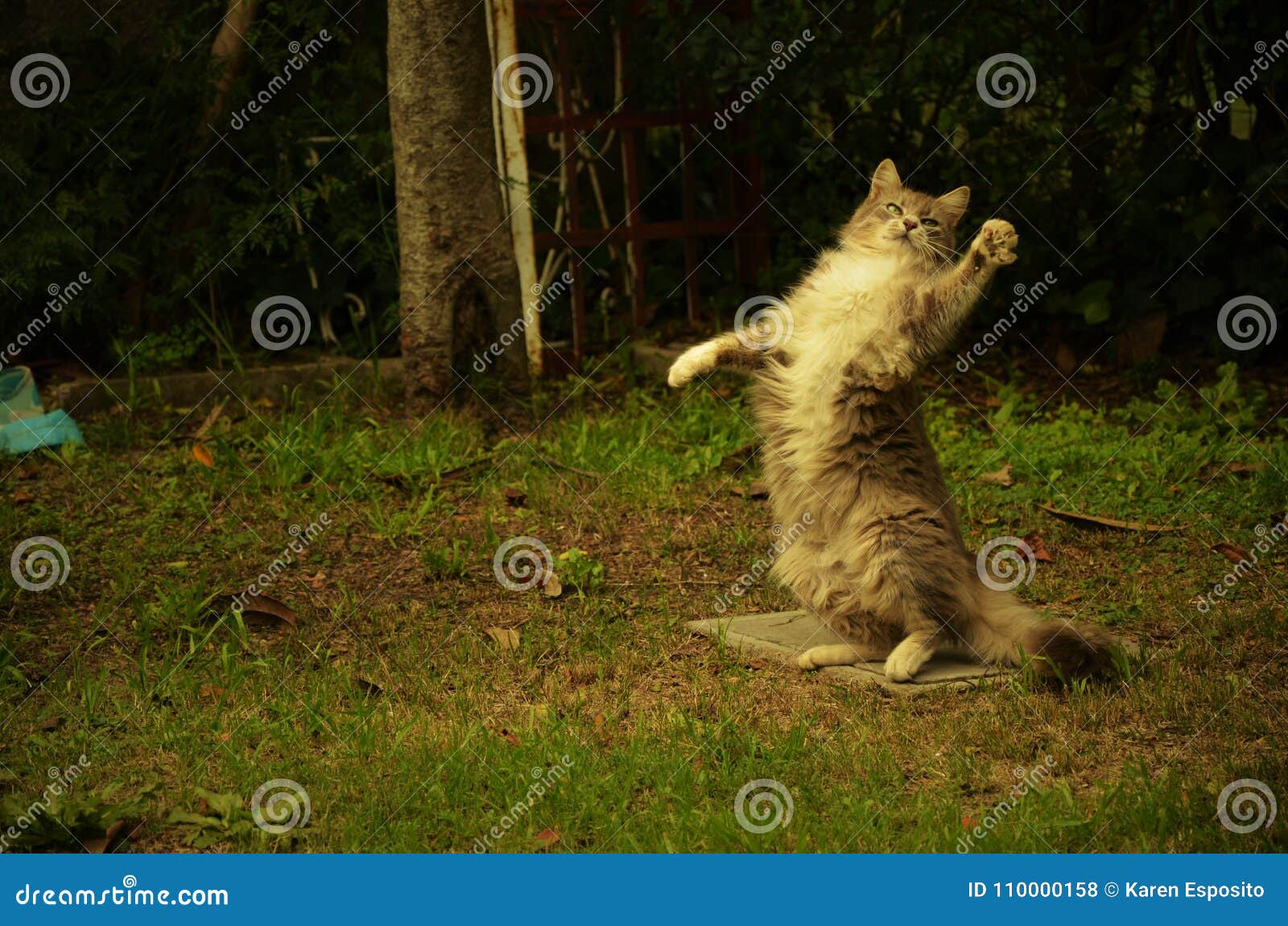 Merlin hunting stock photo. Image of boldly, hunting - 110000158