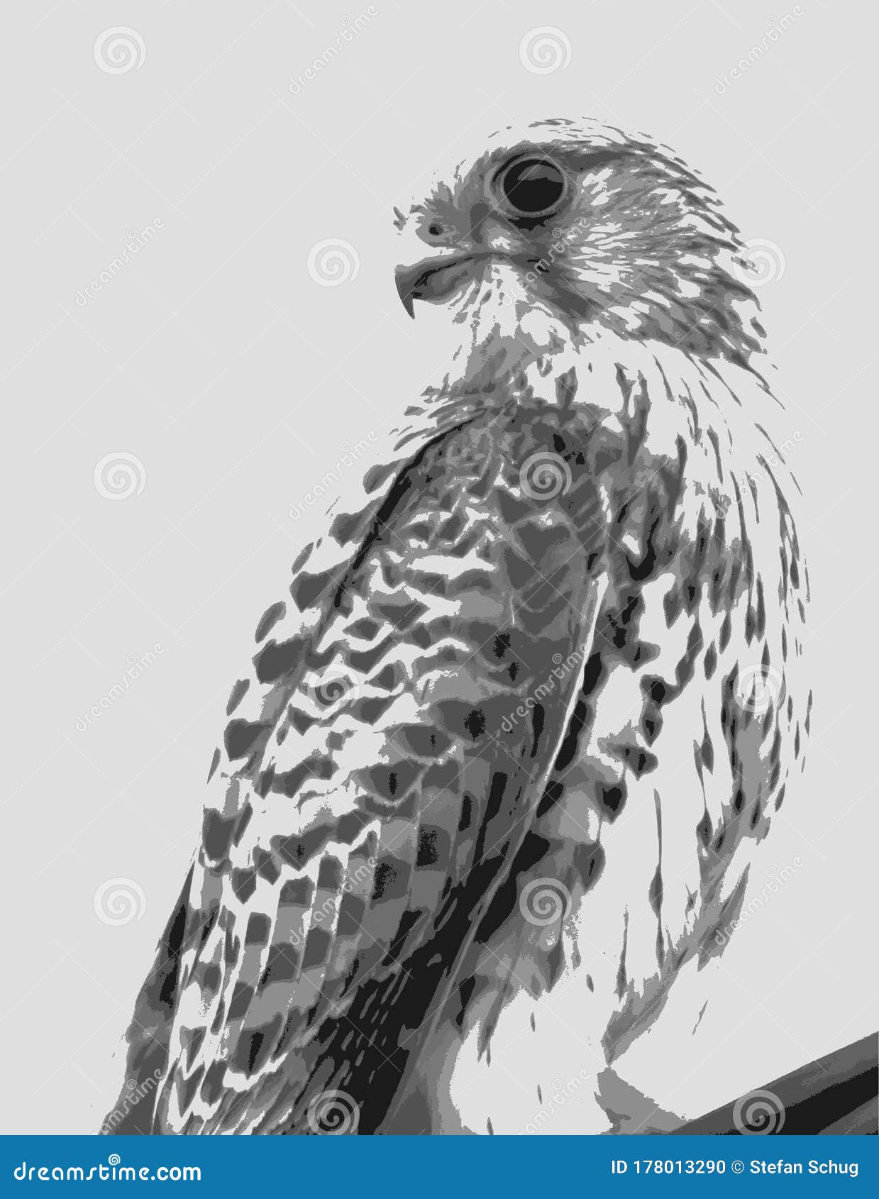 Merlin Illustration - Close-Up and Personal Stock Illustration ...