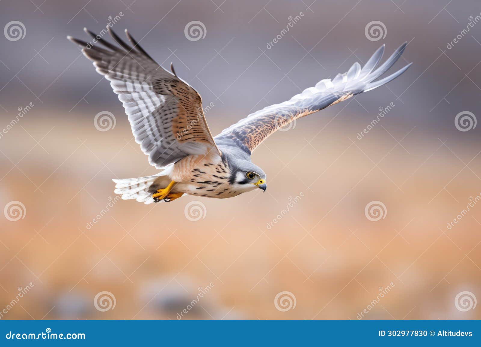 Merlin with Outstretched Wings Catching Wind Currents Stock Photo ...