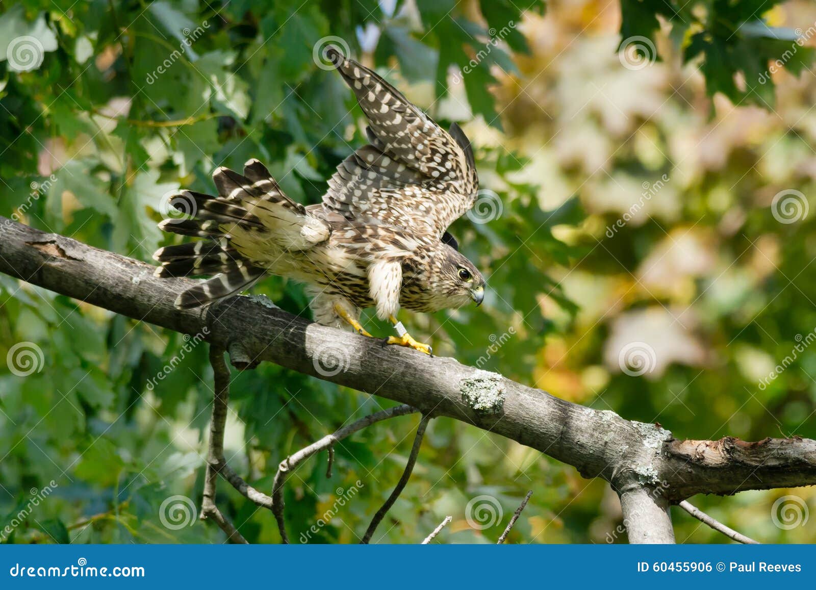 Merlin Or Pigeon Hawk Royalty-Free Stock Photography | CartoonDealer ...