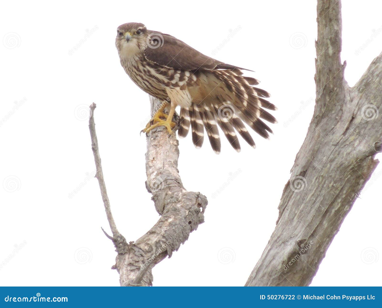 Merlin stock photo. Image of brown, hunt, buzzard, feather - 50276722