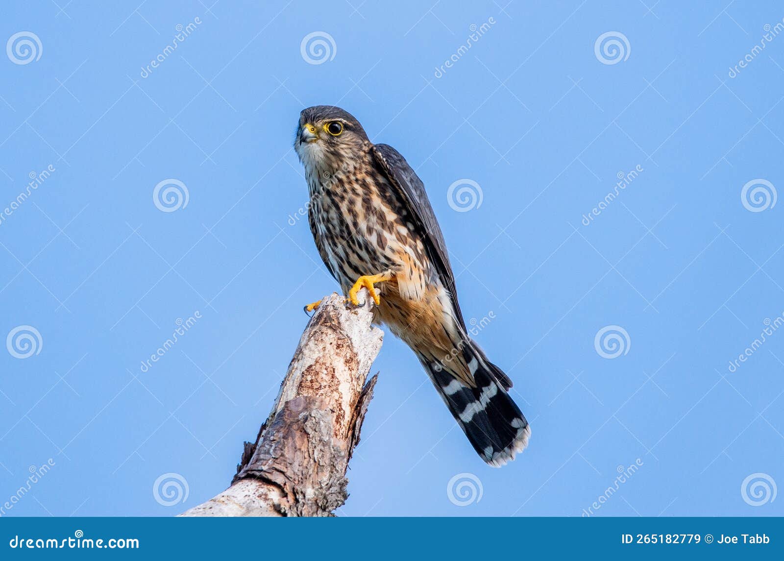 Merlin in a tree. stock image. Image of colorful, island - 265182779