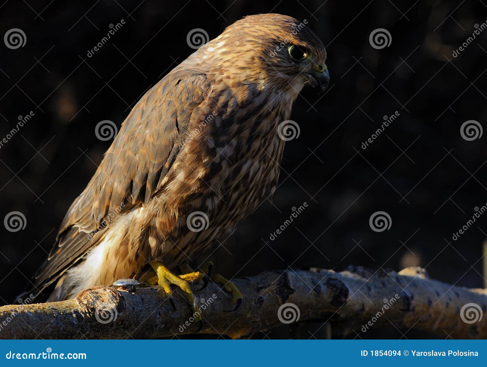 Merlin or Pigeon Hawk stock photo. Image of prairie, life - 1854094