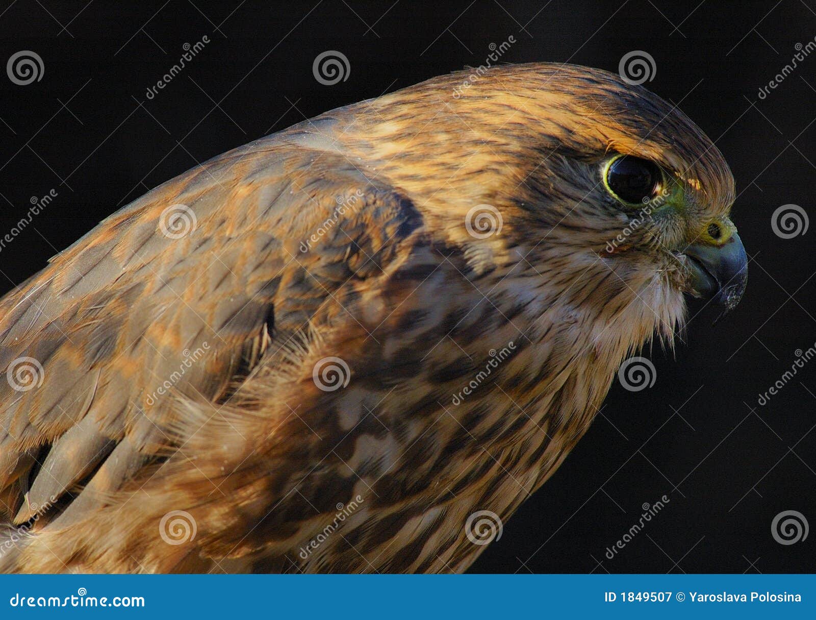 Merlin Or Pigeon Hawk Royalty-Free Stock Photography | CartoonDealer ...