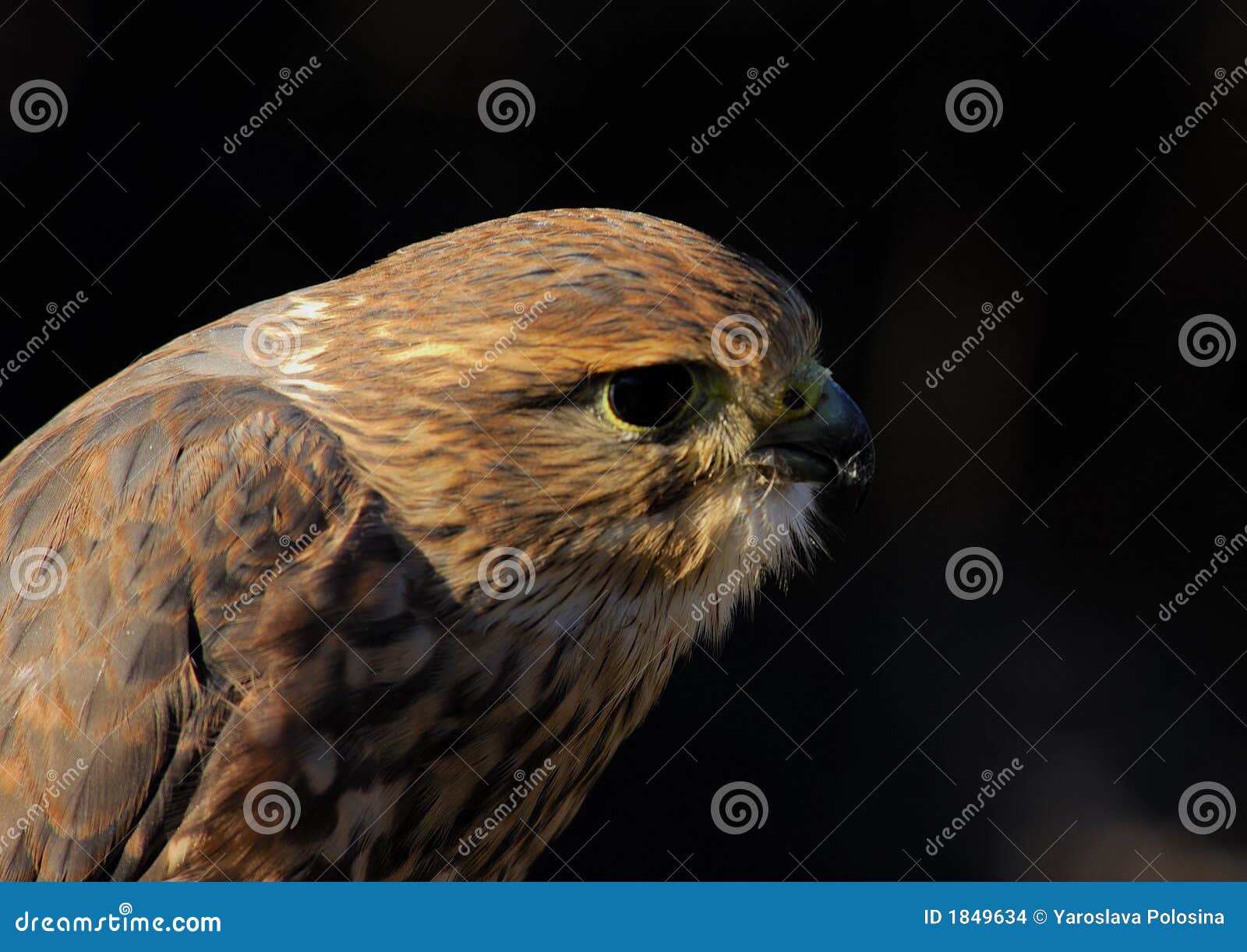 Merlin or Pigeon Hawk (portrait) Stock Photo - Image of black, birds ...