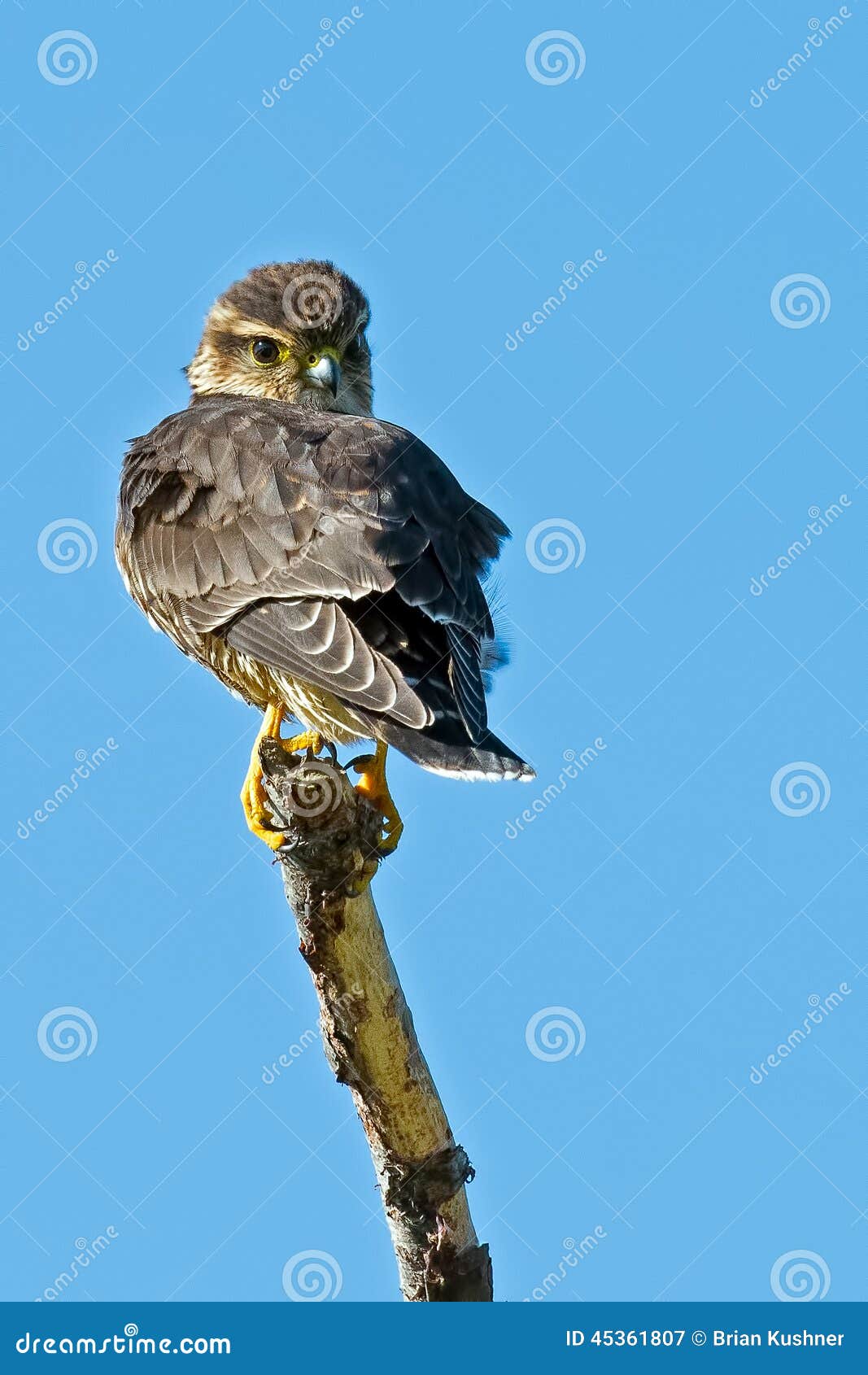 Merlin stock image. Image of wildlife, bird, merlin, raptor - 45361807