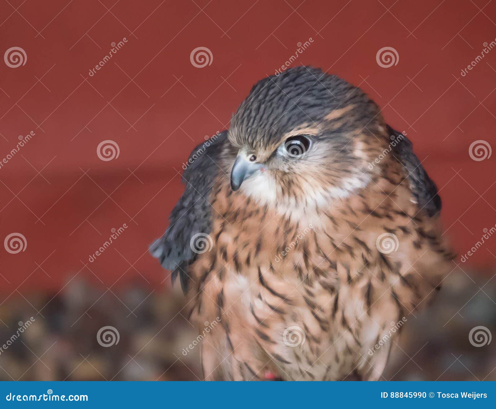 Merlin, Smallest British Falcon Stock Photo - Image of avian, merlin ...