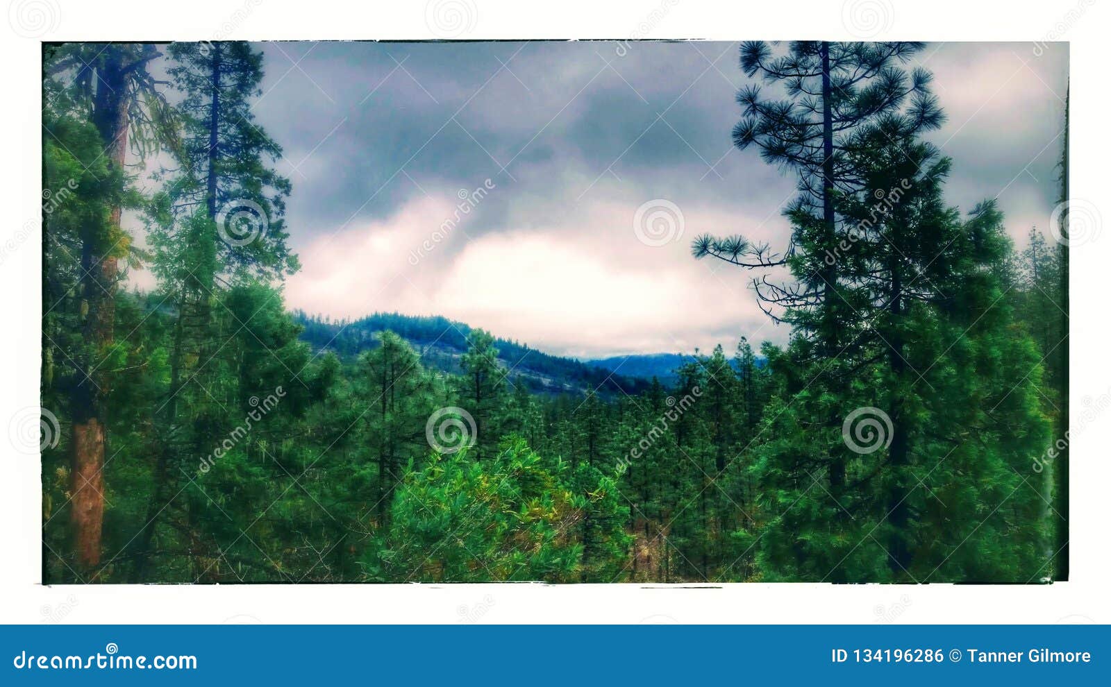 MERLIN, or. stock photo. Image of merlin, nature, oregon - 134196286