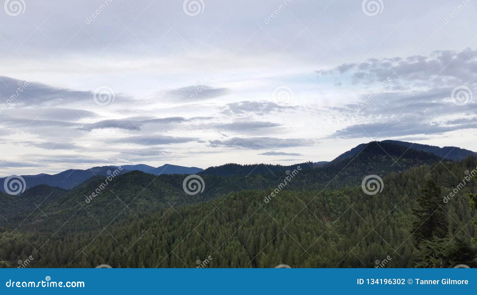 MERLIN, or. stock photo. Image of southern, scenic, oregon - 134196302