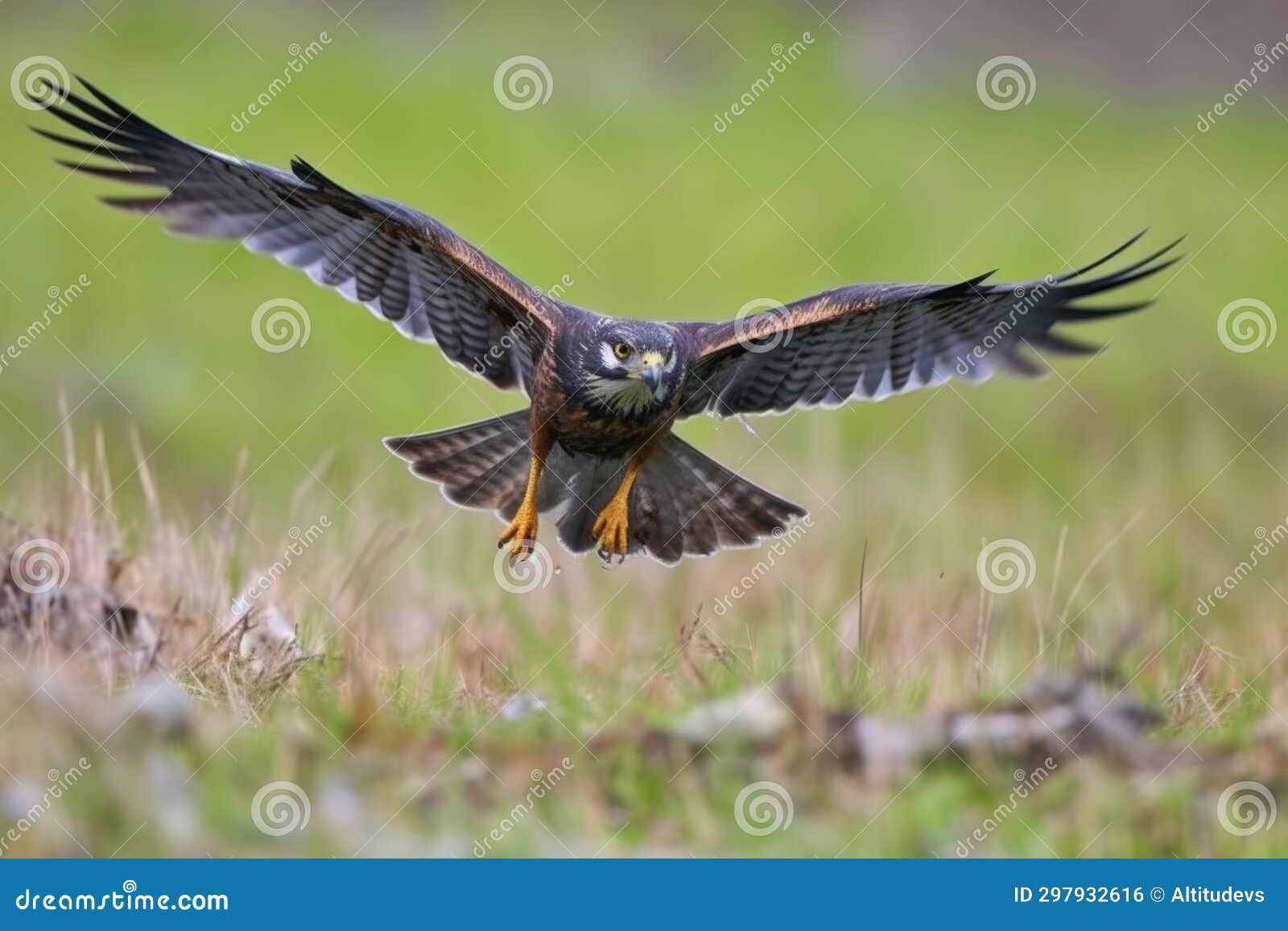A Merlin Speeding after a Dragonfly Stock Photo - Image of action ...
