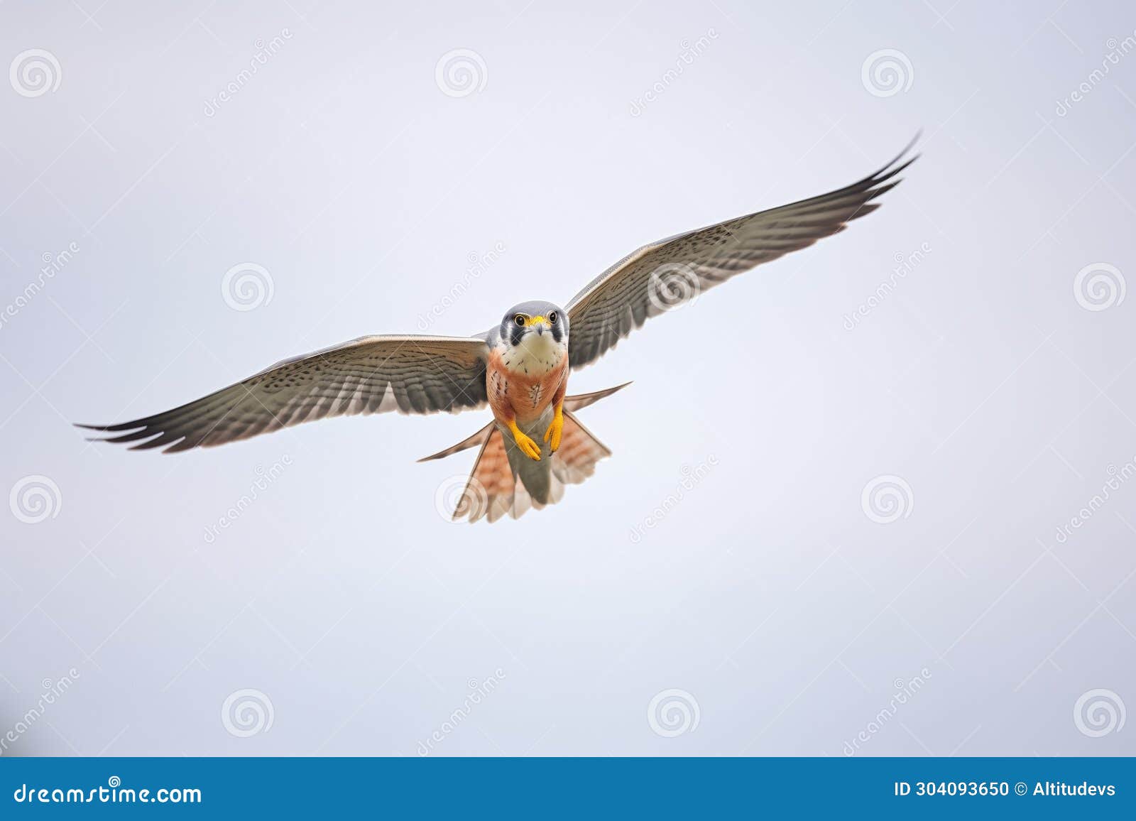 Merlin with Spread Tail Feathers during Maneuver Stock Photo - Image of ...