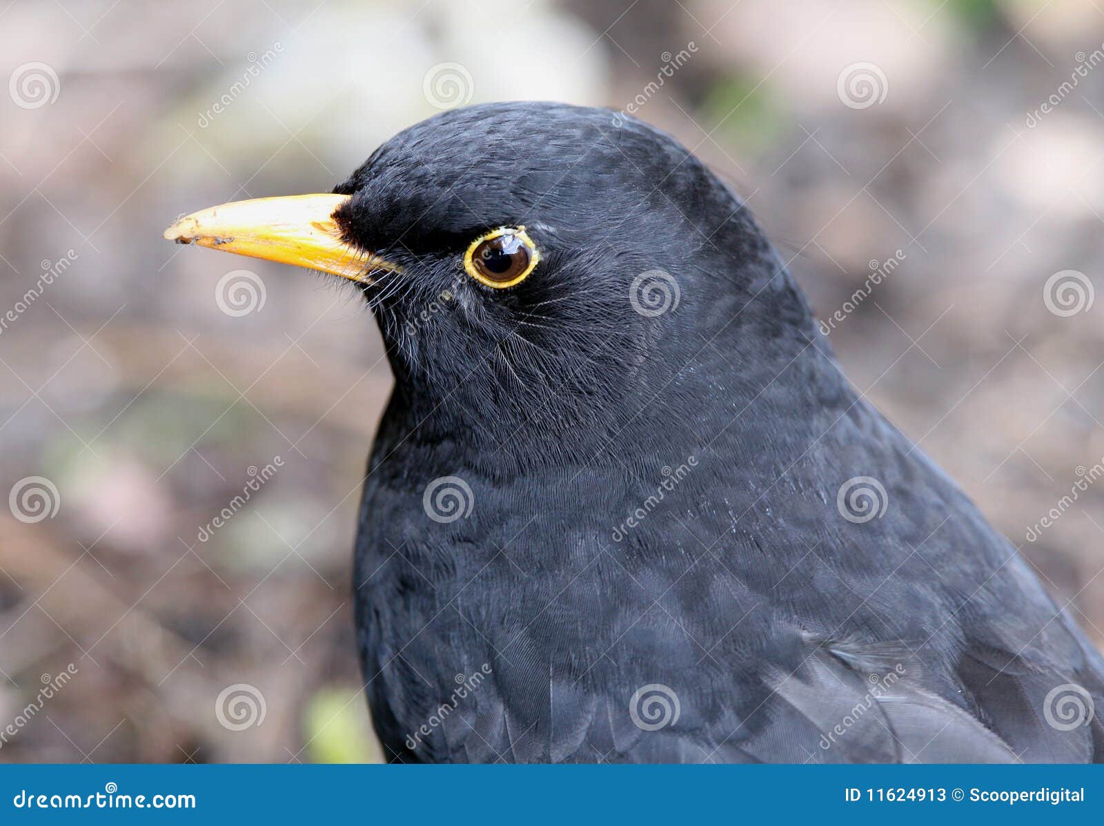 Merlo immagine stock. Immagine di selvaggio, nero, becco - 11624913