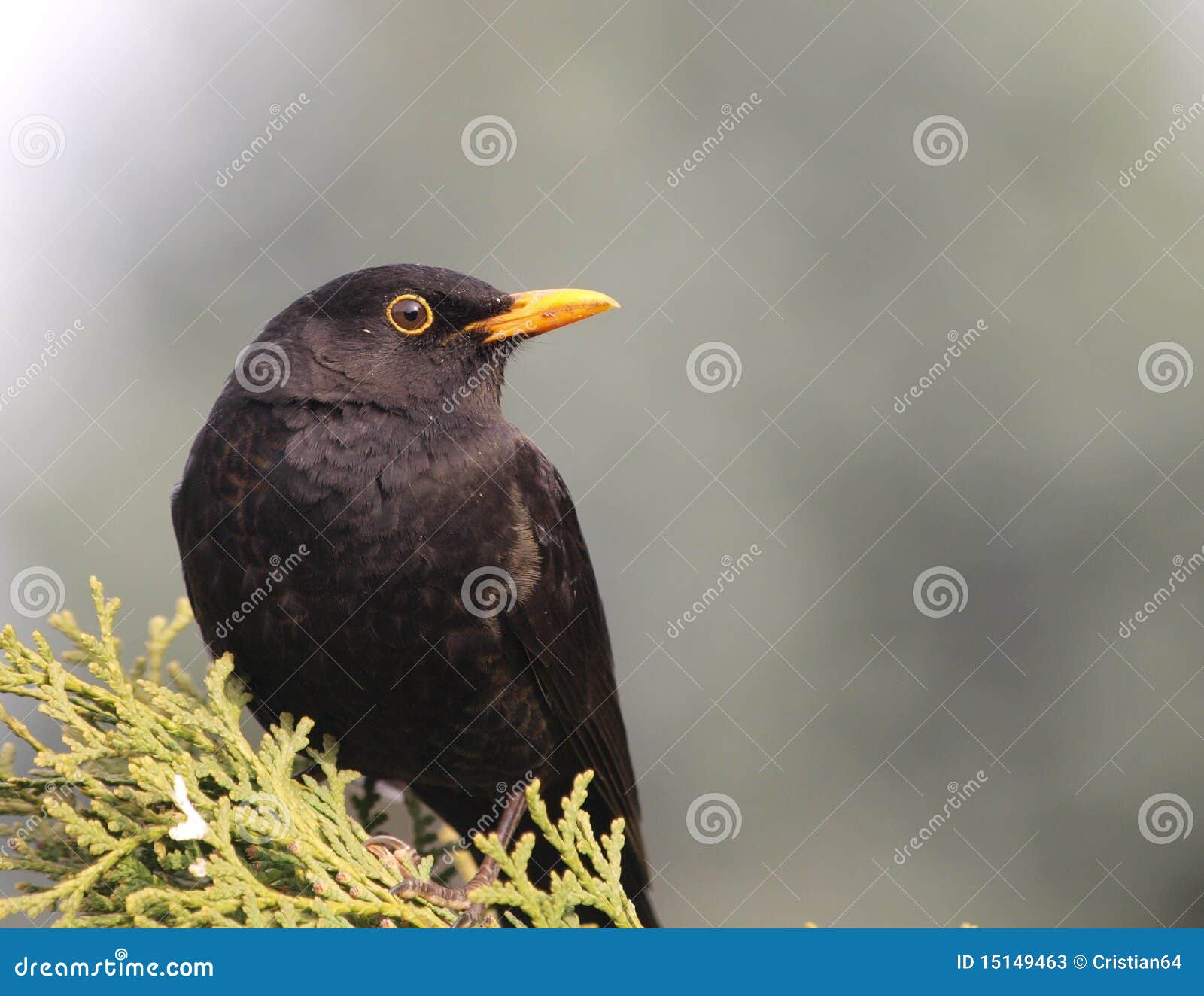 Merlo immagine stock. Immagine di europa, romania, occhio - 15149463