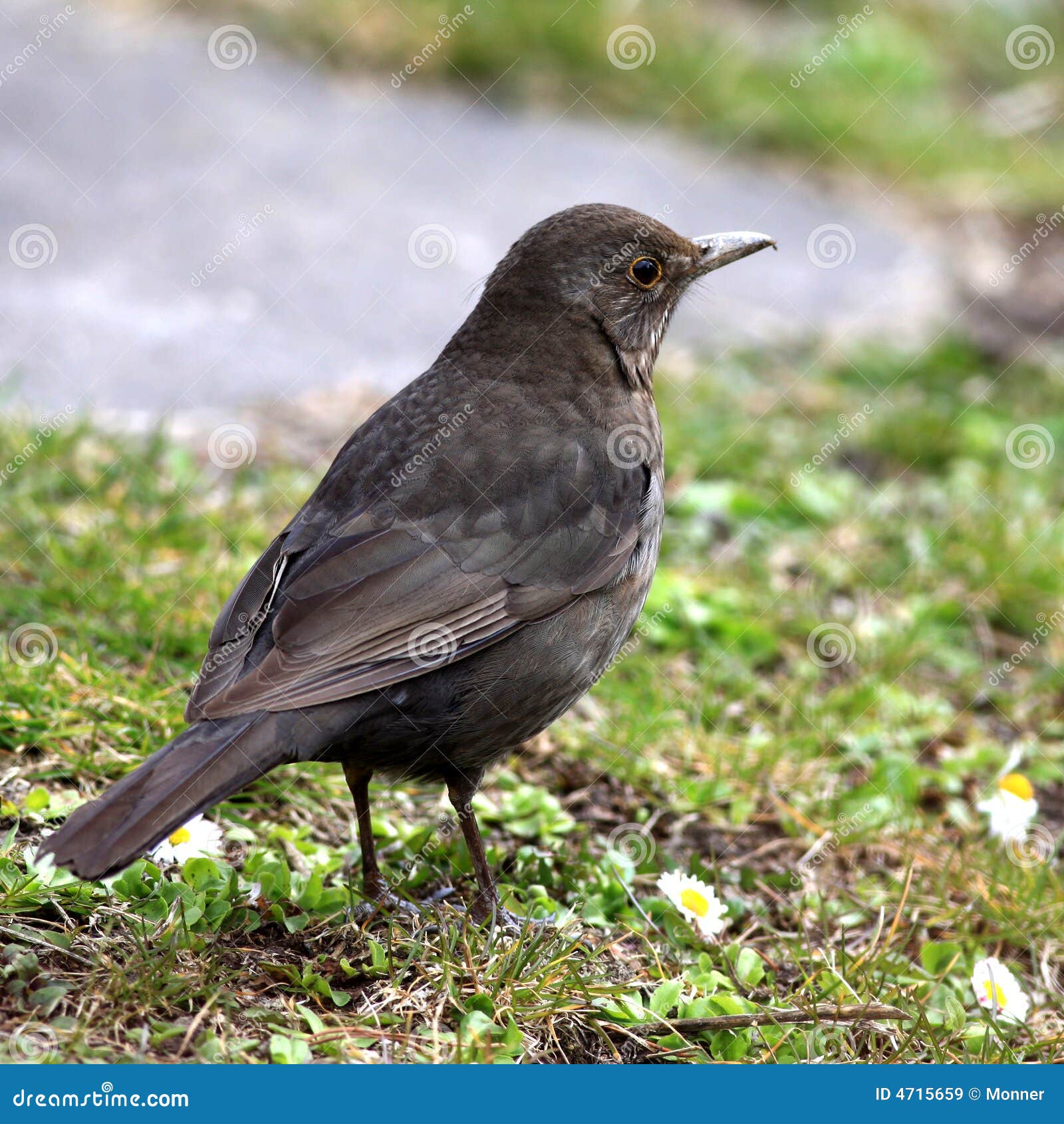 Merlo immagine stock. Immagine di ornitologia, occhi, mosca - 4715659