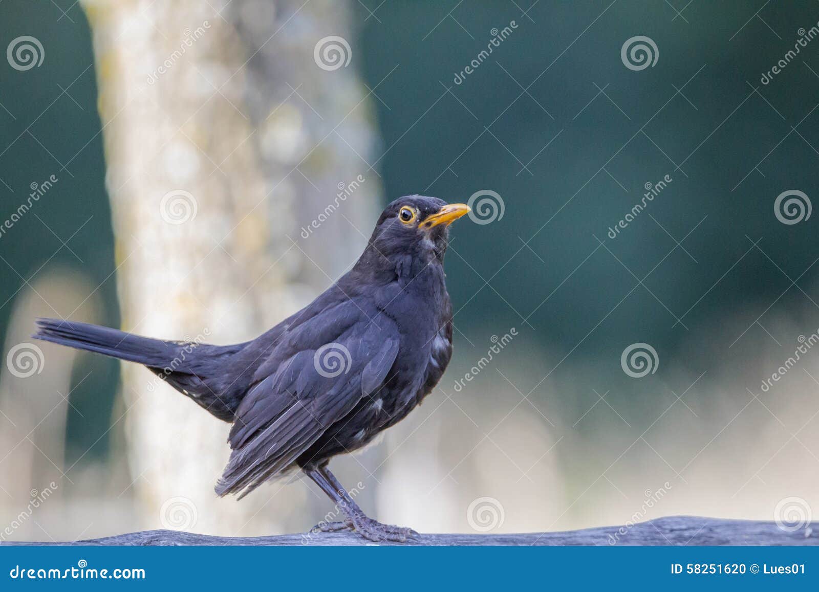 Merlo fotografia stock. Immagine di animale, canzone - 58251620