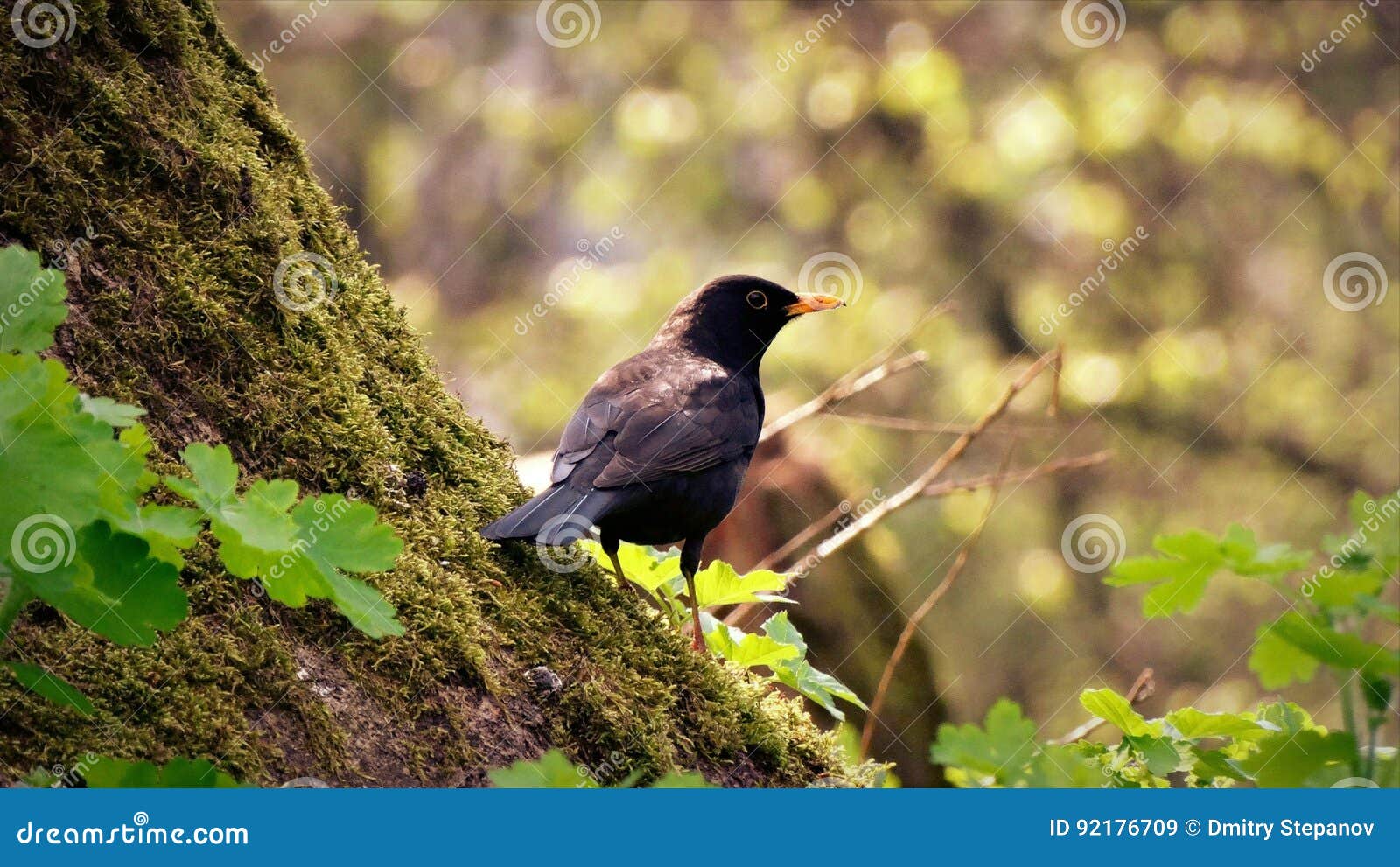 Merlo immagine stock. Immagine di naughty, flora, macro - 92176709