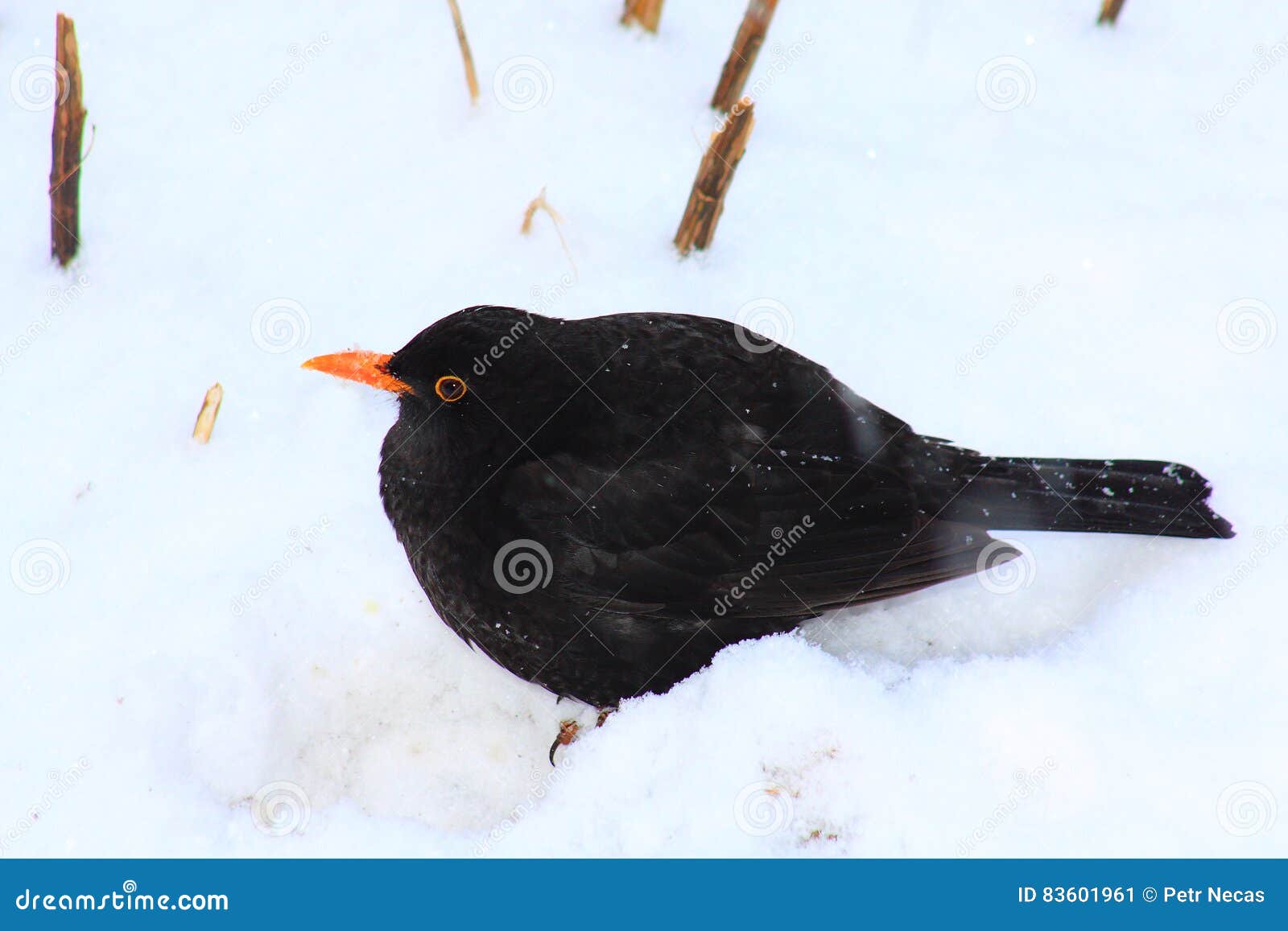 Merlo e neve immagine stock. Immagine di birdwatching - 83601961