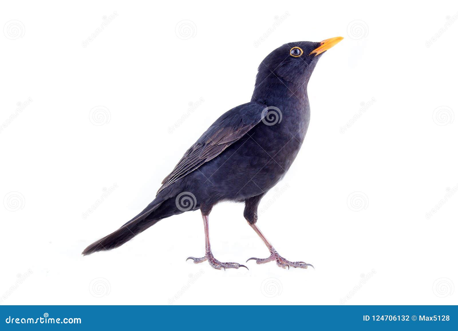 Merlo maschio fotografia stock. Immagine di canzone - 124706132