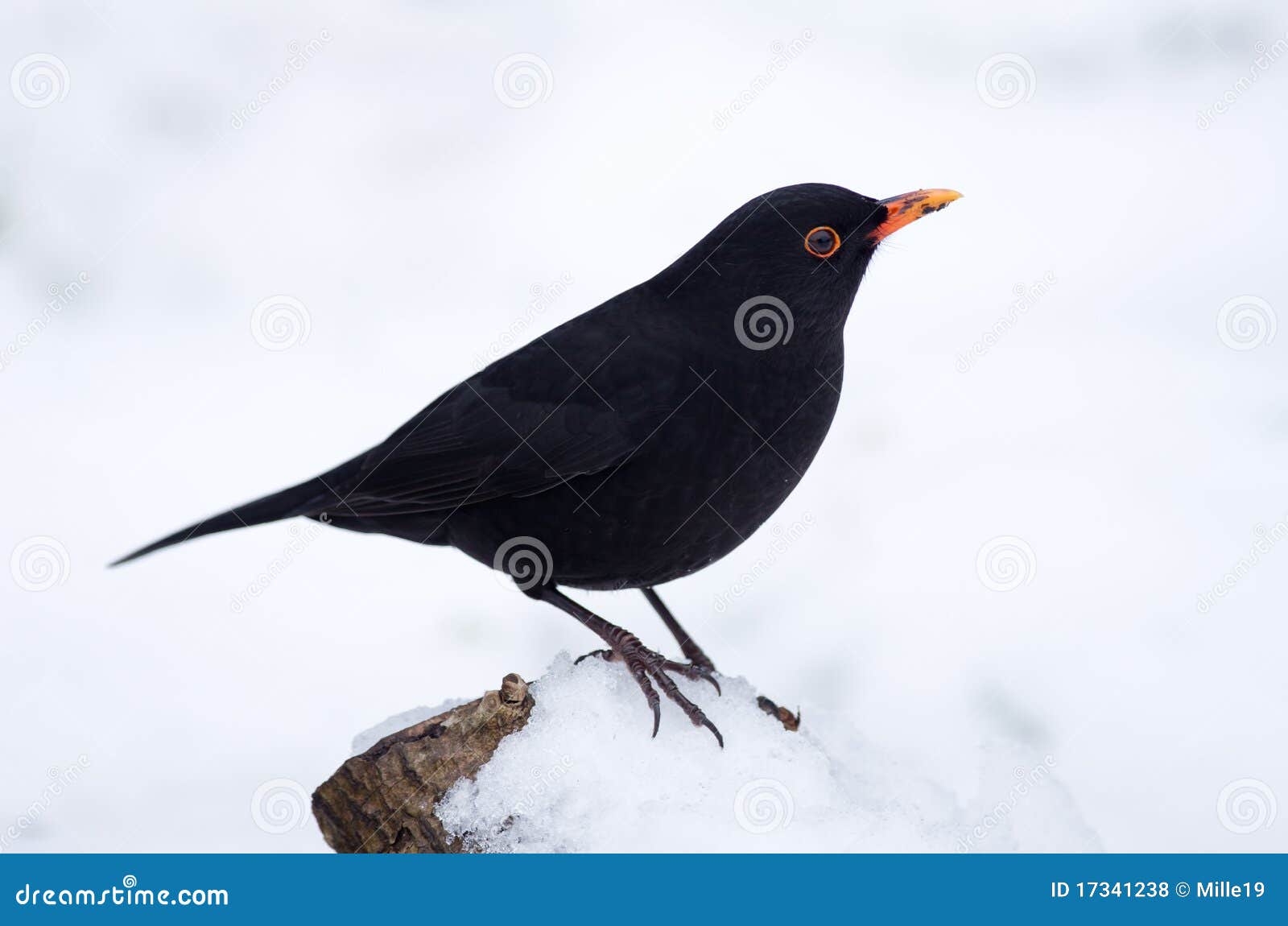 Merlo (maschio) fotografia stock. Immagine di giardino - 17341238