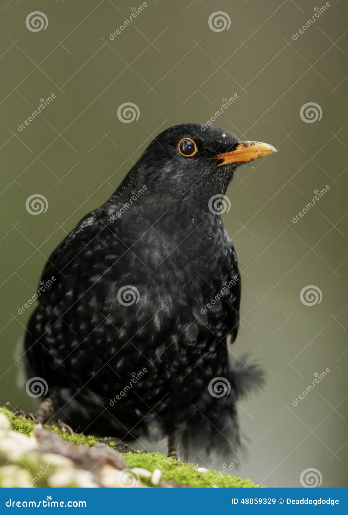 Merlo maschio immagine stock. Immagine di tordo, uccello - 48059329