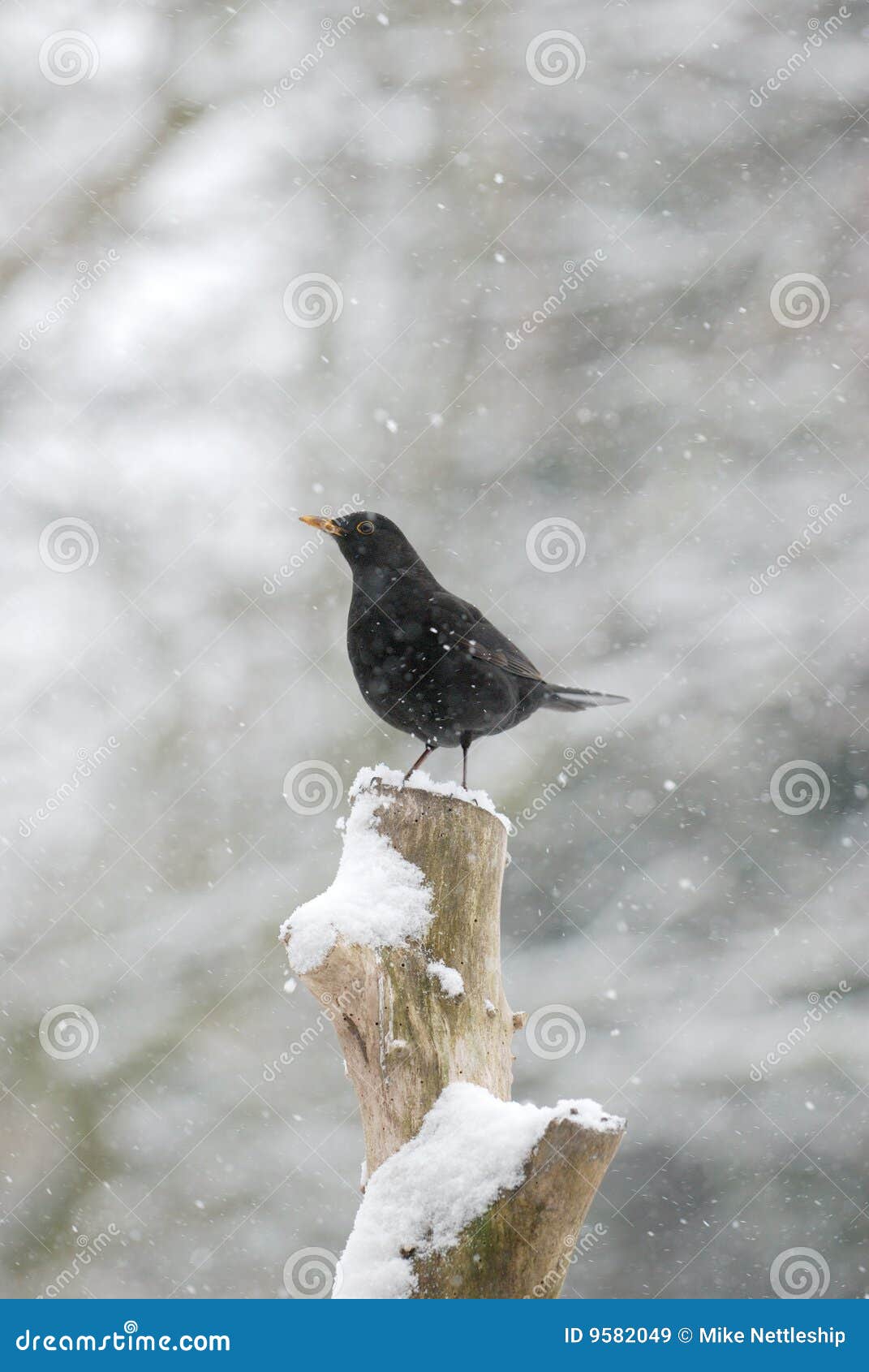 Merlo Maschio Con La Caduta Della Neve. Immagine Stock - Immagine di ...