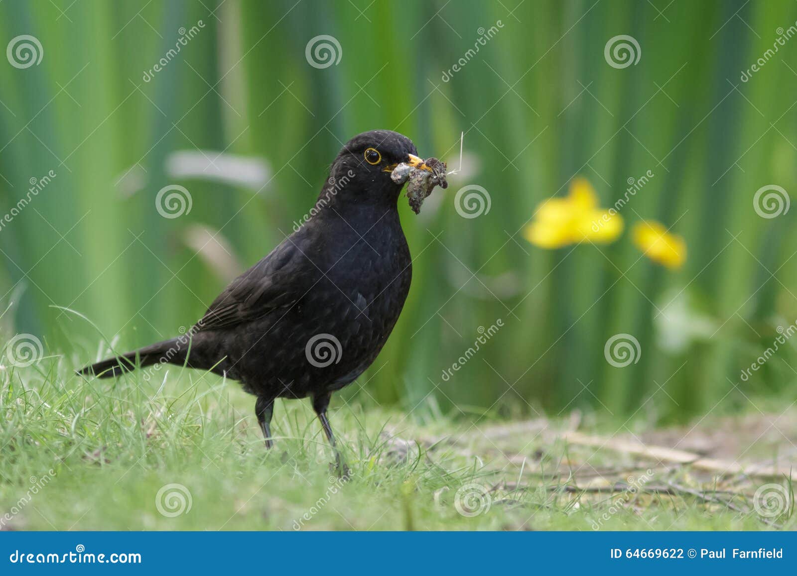 Merlo Maschio (merula Del Turdus) Fotografia Stock - Immagine di ...