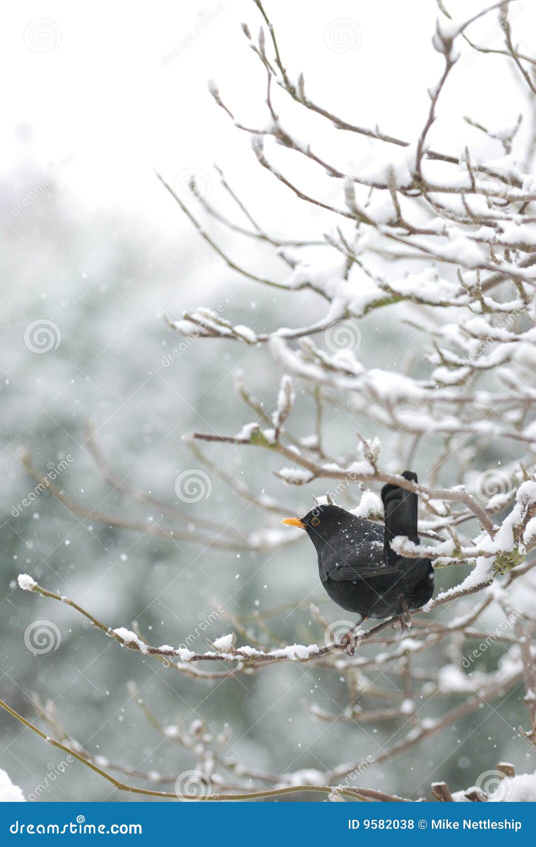 Merlo in neve fotografia stock. Immagine di uccelli, immagini - 9582038