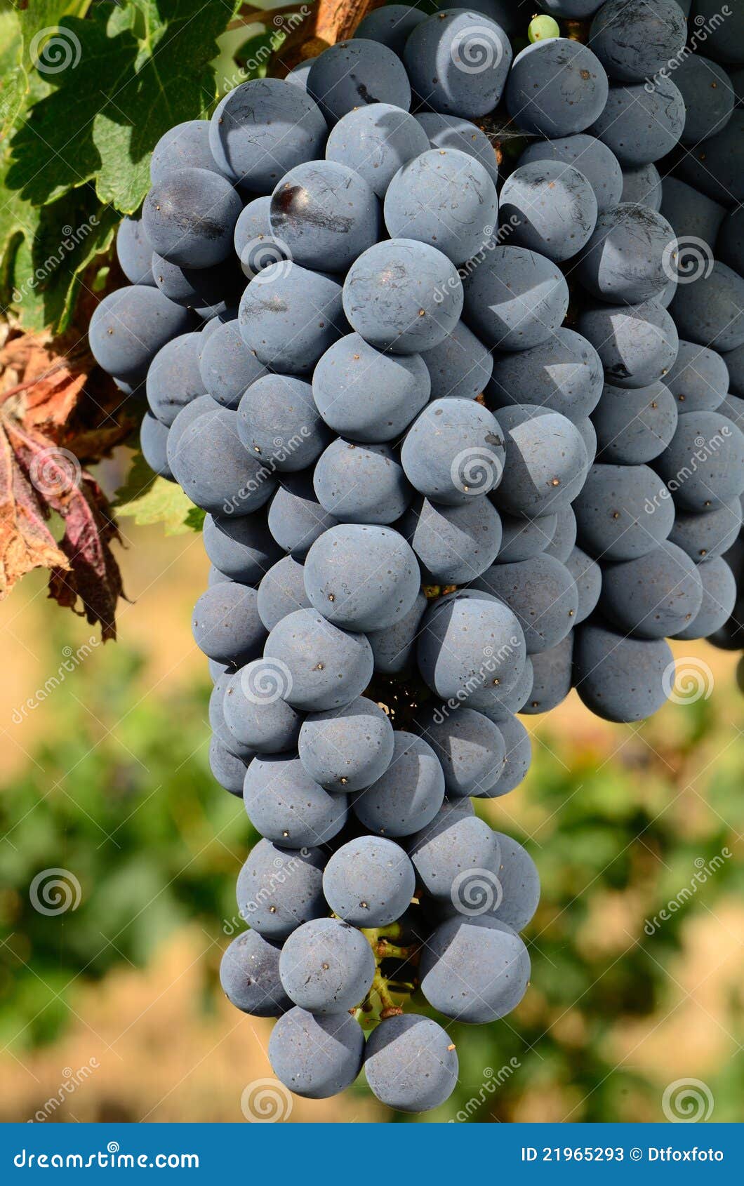 Merlot stock image. Image of summer, vineyard, merlot - 21965293