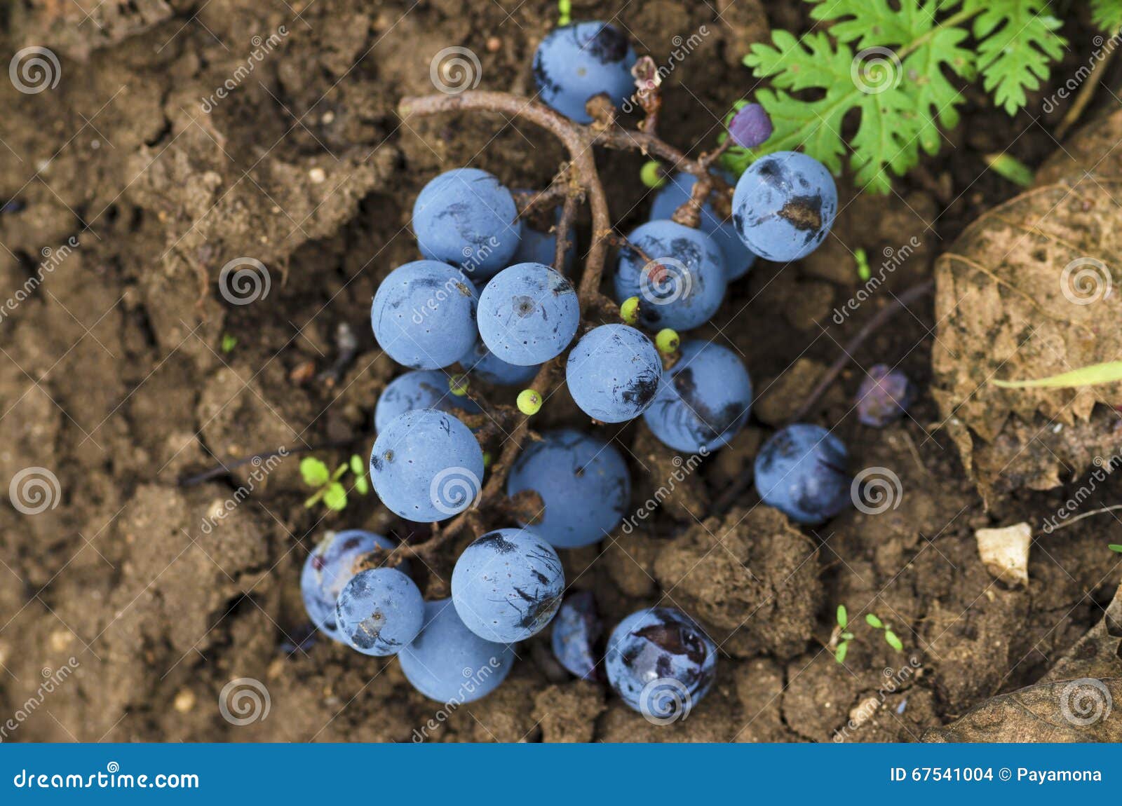Merlot Clusters on the Ground in the Vineyard in Bulgaria Stock Photo ...