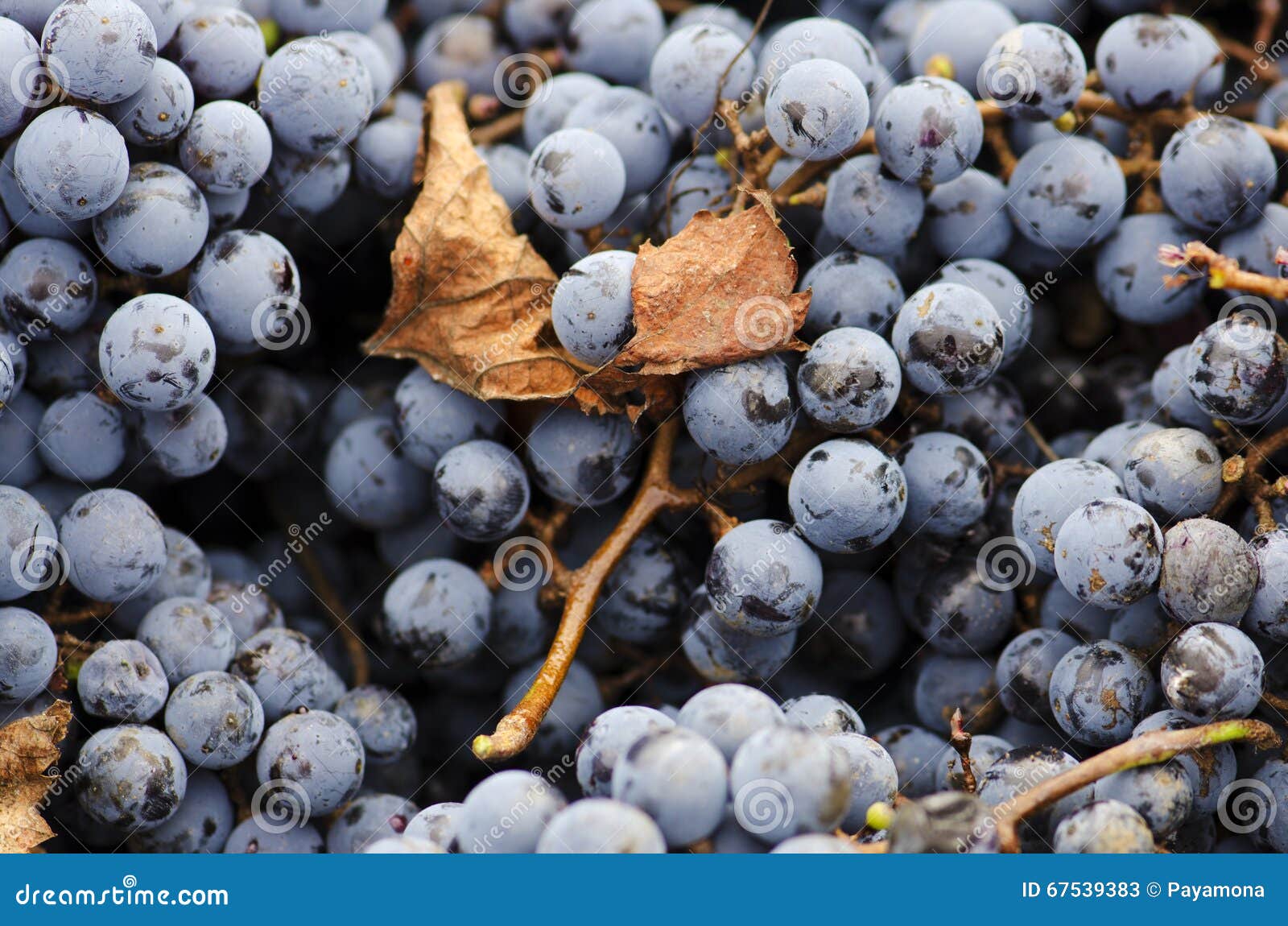 Merlot clusters and leaf stock image. Image of agriculture - 67539383