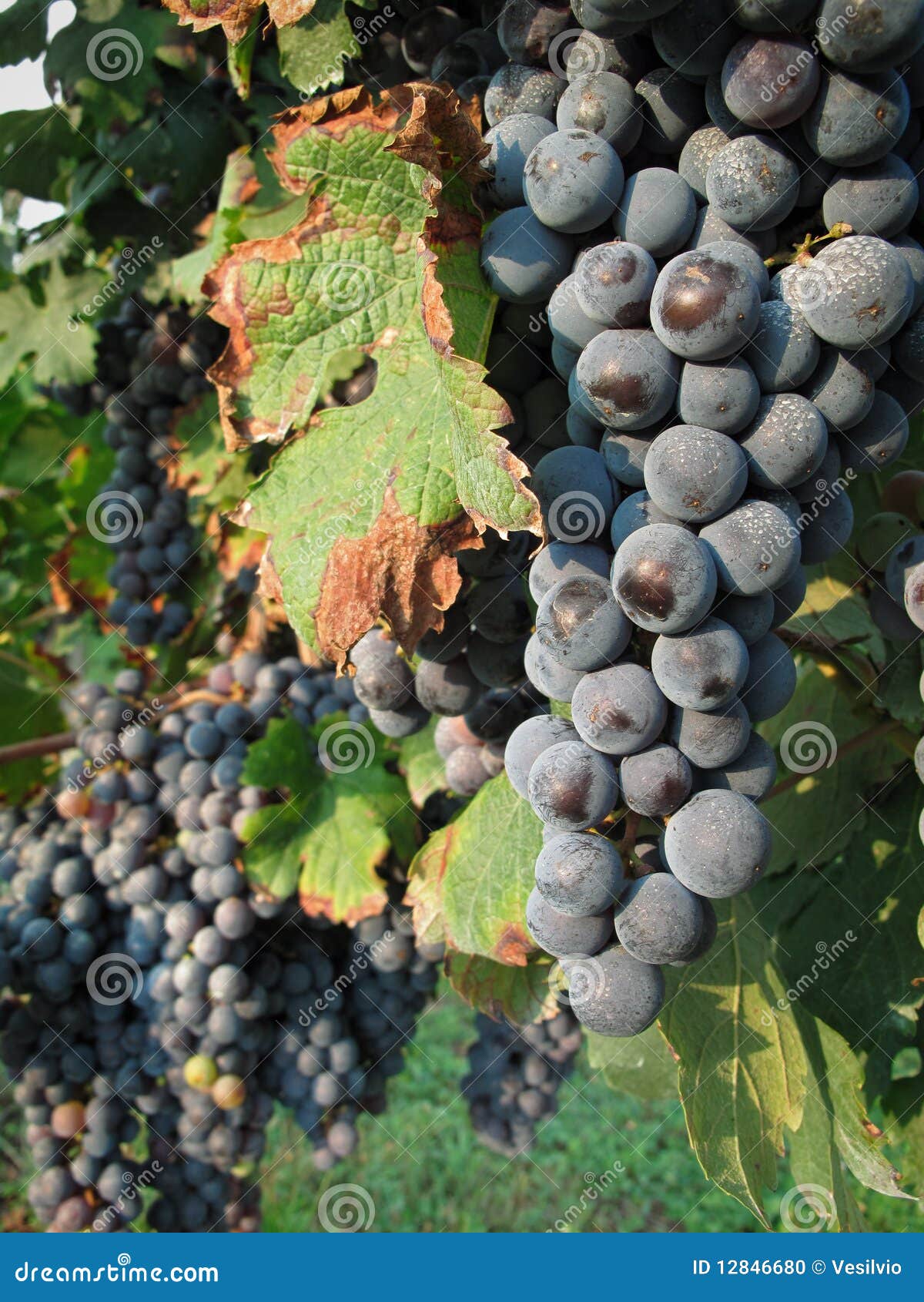 Merlot grapes stock photo. Image of grapes, agricultural - 12846680