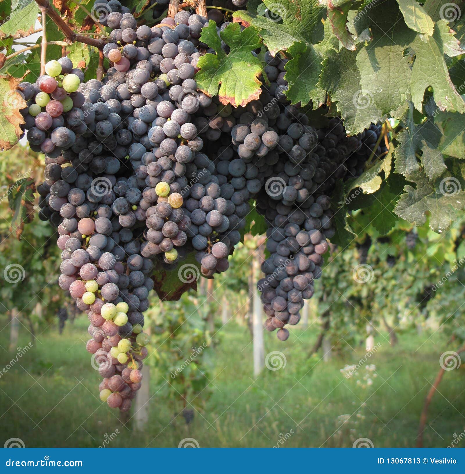 Merlot grapes stock image. Image of agricultural, september - 13067813