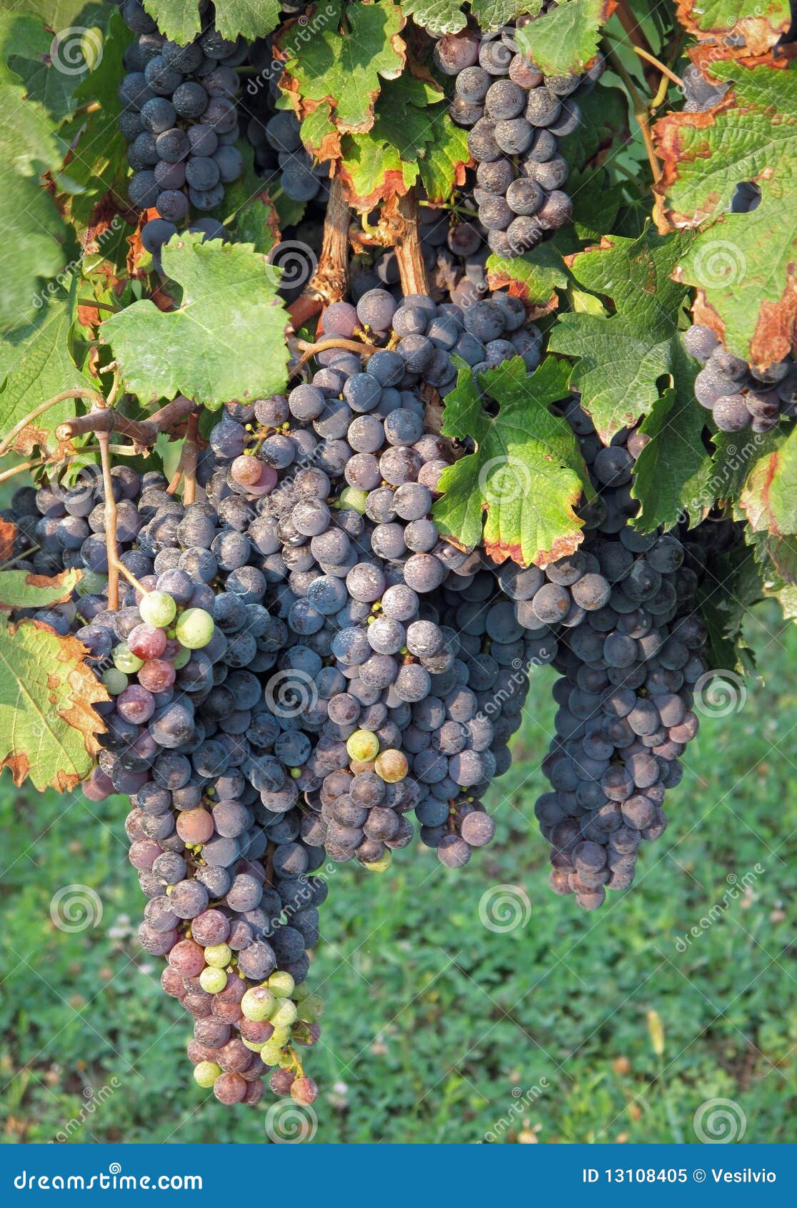 Merlot grapes stock image. Image of harvesting, agriculture - 13108405