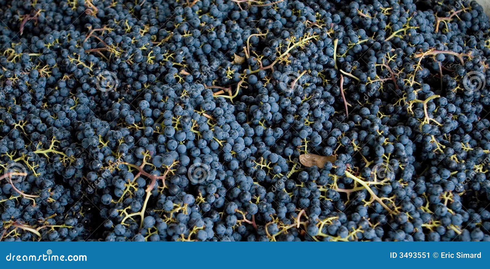 Merlot Grapes stock image. Image of fruit, food, farming - 3493551
