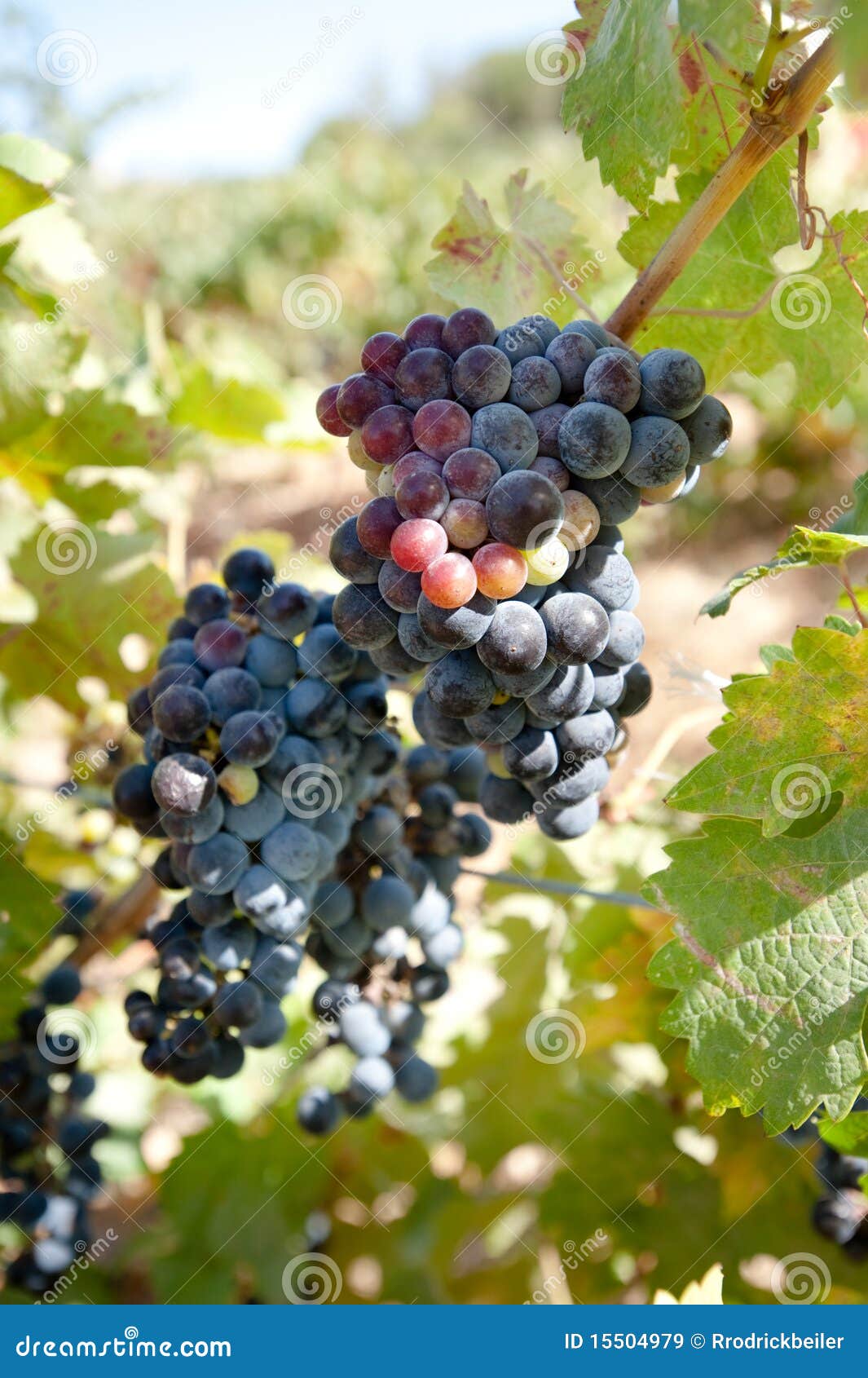 Merlot Grapes on the Vine stock image. Image of vine - 15504979