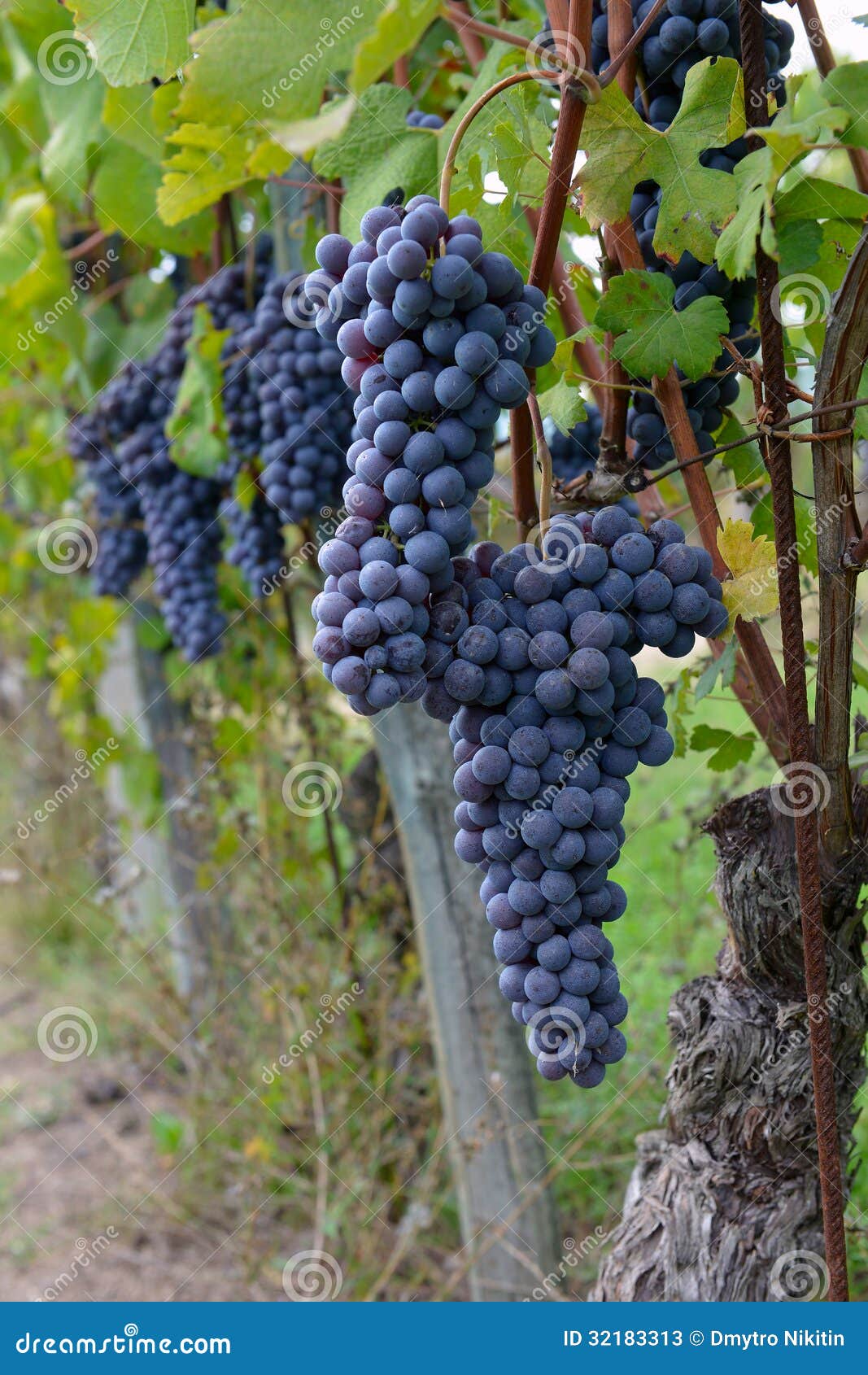 Merlot grapes stock image. Image of agriculture, pinot - 32183313