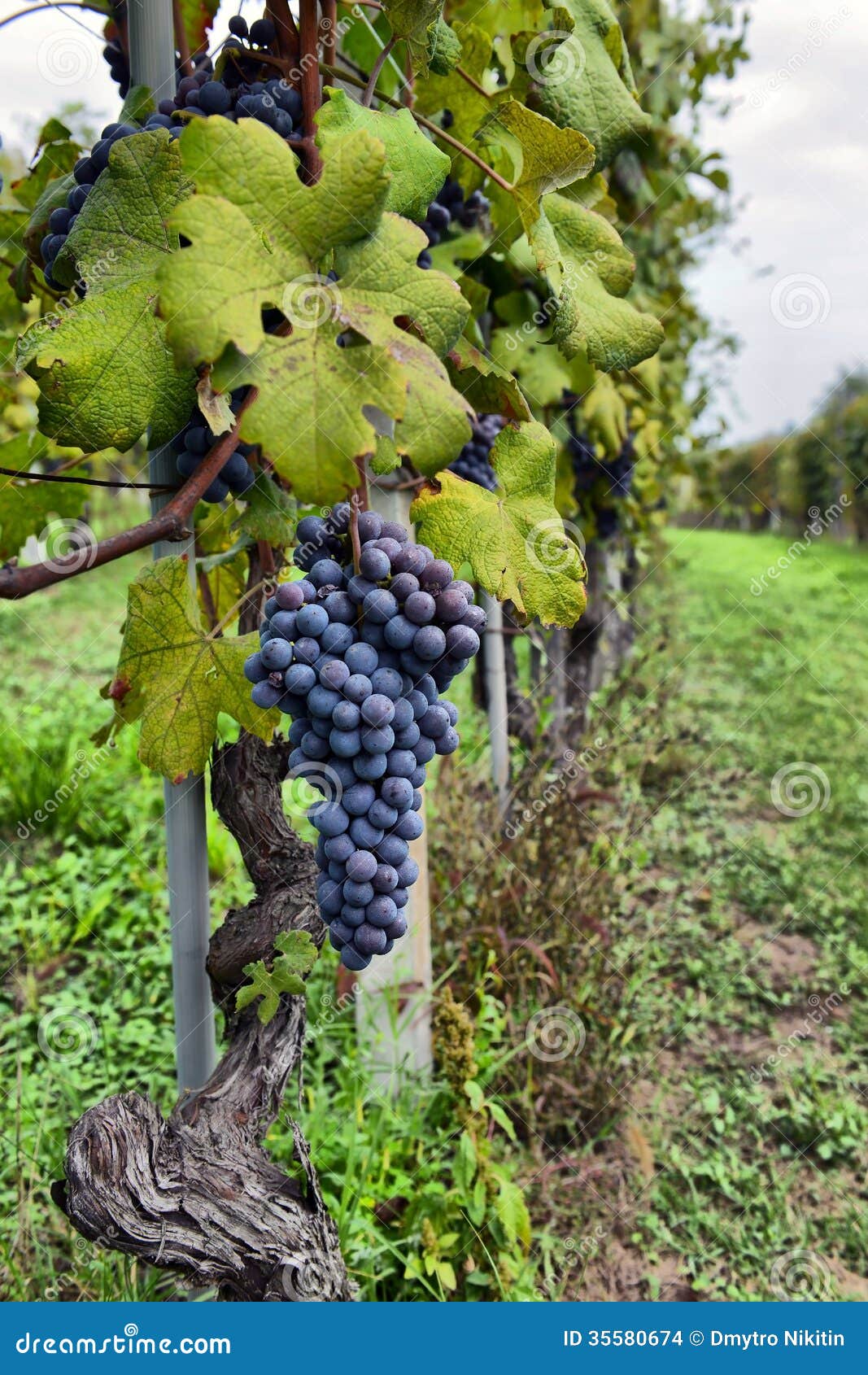 Merlot grapes stock photo. Image of industry, food, valley - 35580674
