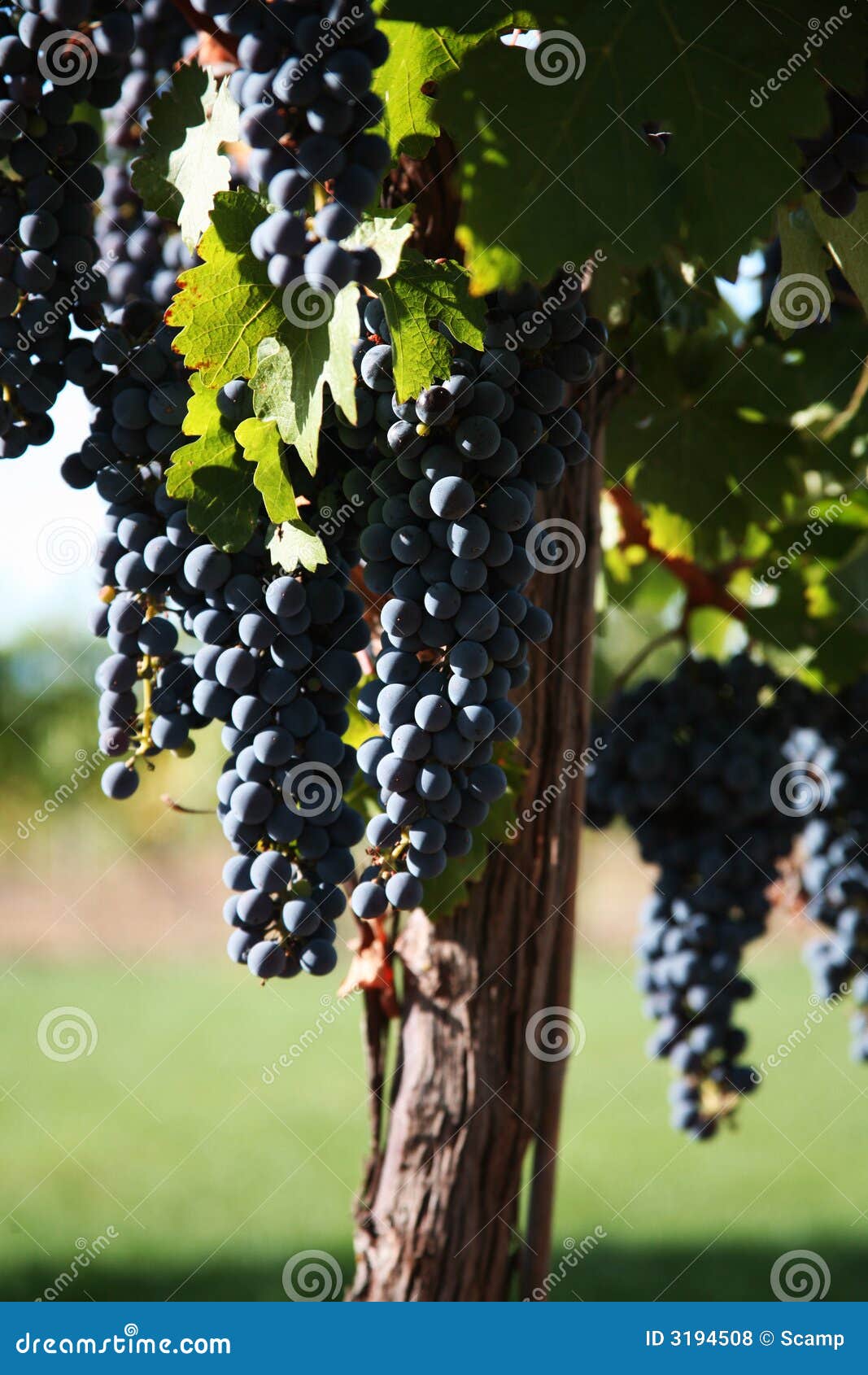 Merlot Grapes in Vineyard stock photo. Image of grapevine - 3194508