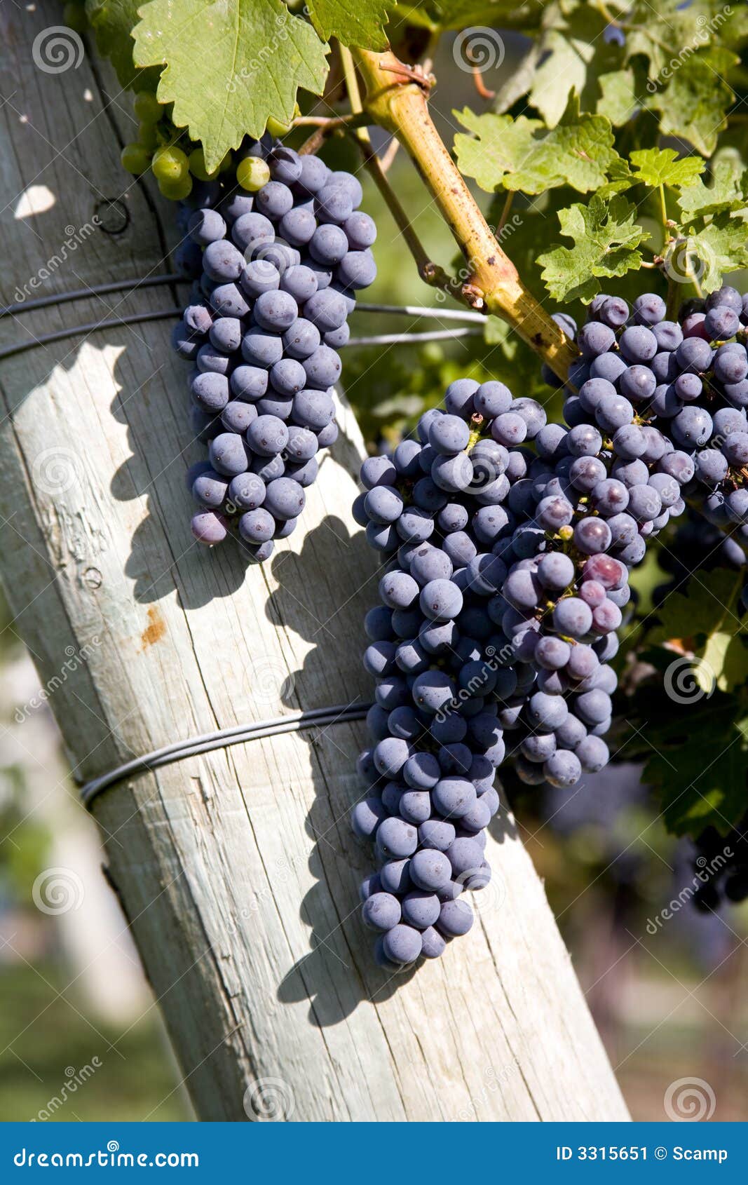 Merlot Grapes in Vineyard stock image. Image of grapes - 3315651